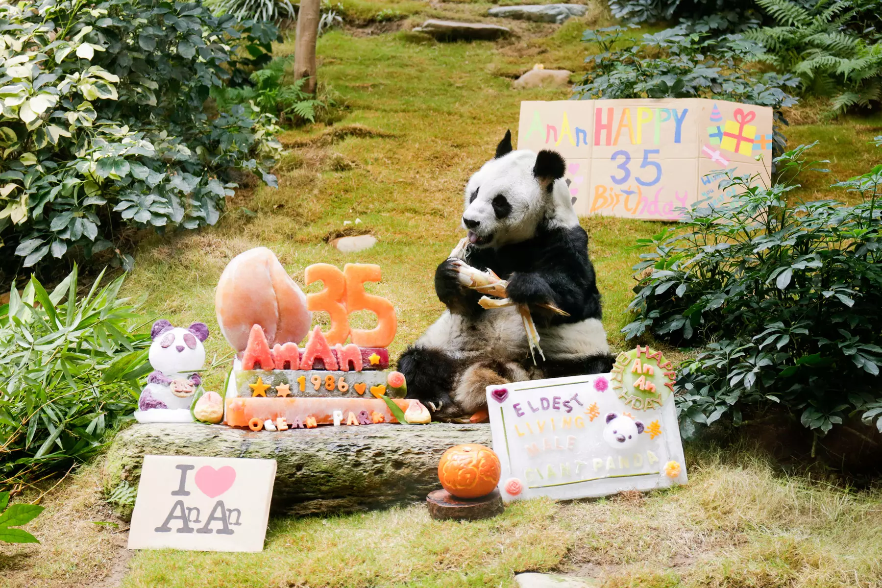 Giganta pando, An An, festas 35-an naskiĝtagon en la Oceana Parko de Honkongo