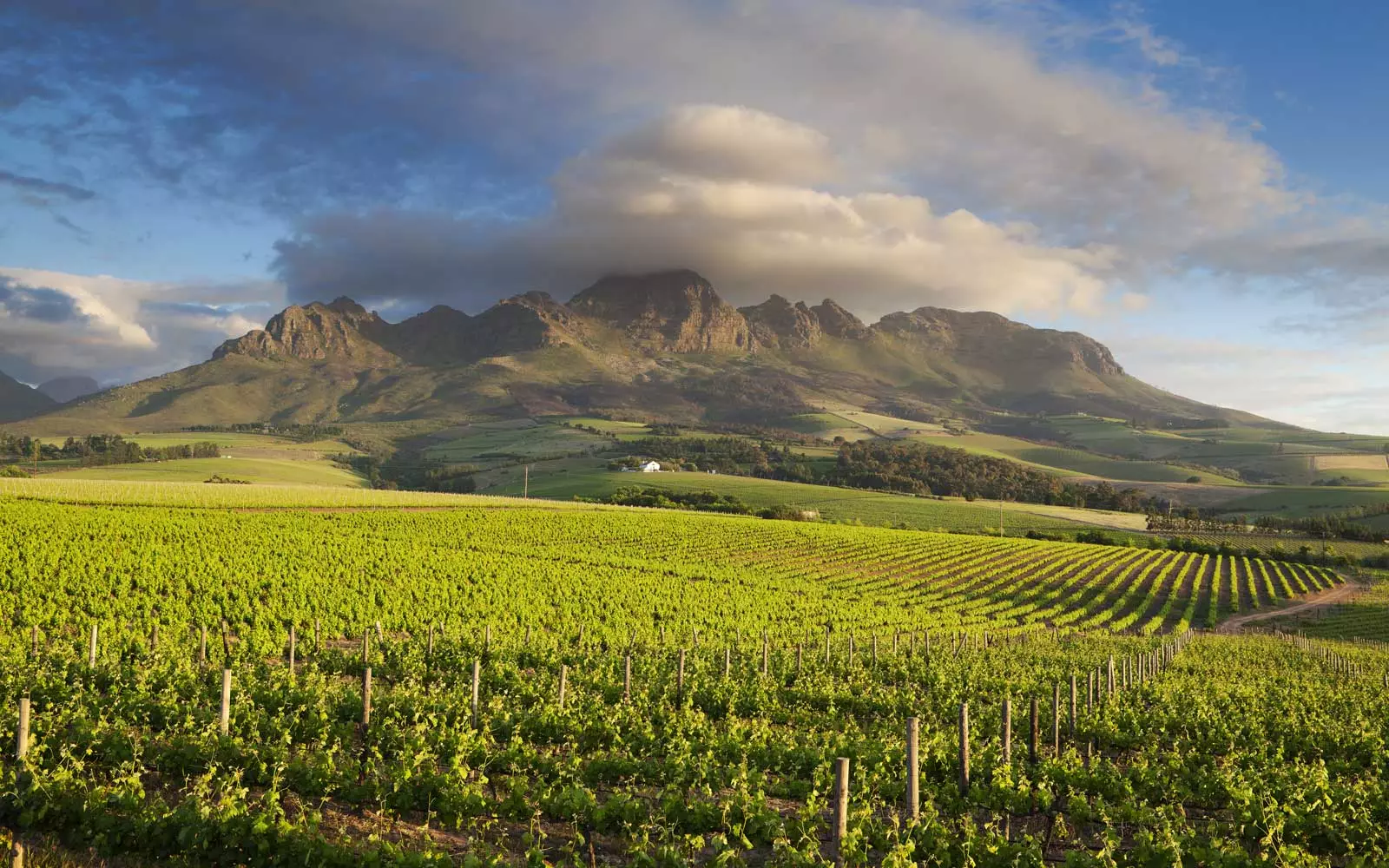 Vīna dārzi Dienvidāfrikas Cape Winelands reģionā