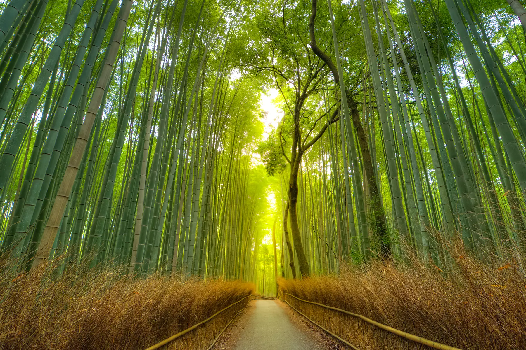 Göngustígur í Arashiyama Bamboo Grove.
