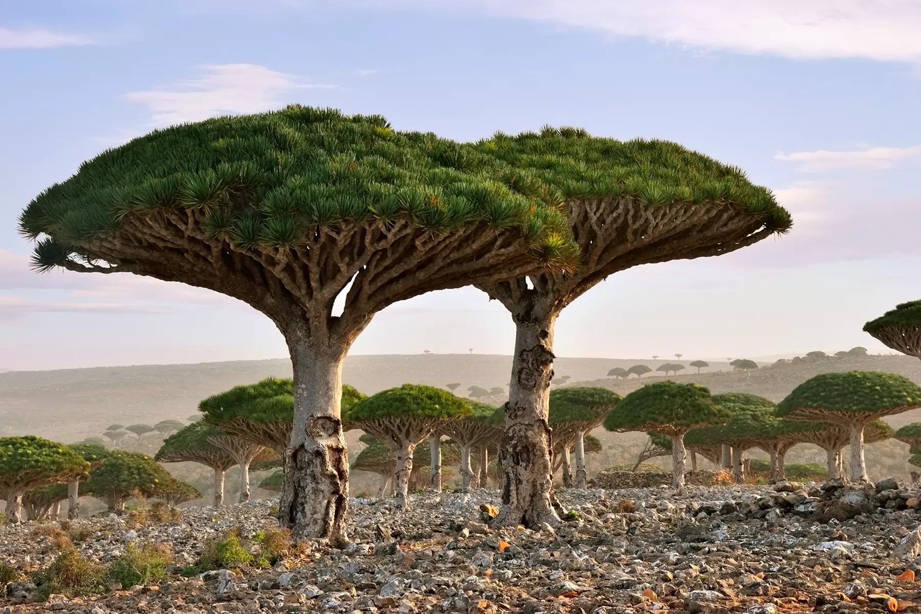 Planta endémica Dragon Blood Tree en la isla Socotra