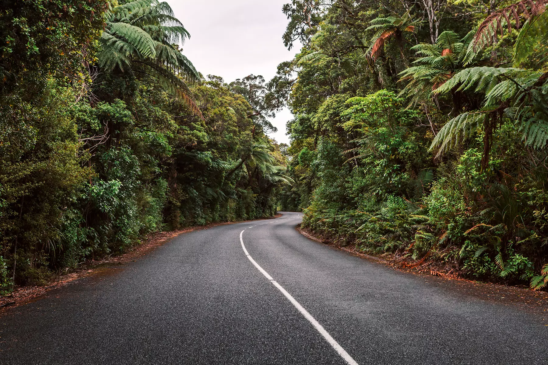 Nueva Zelanda, Isla Norte, Northland, camino a través del bosque de Waipoua