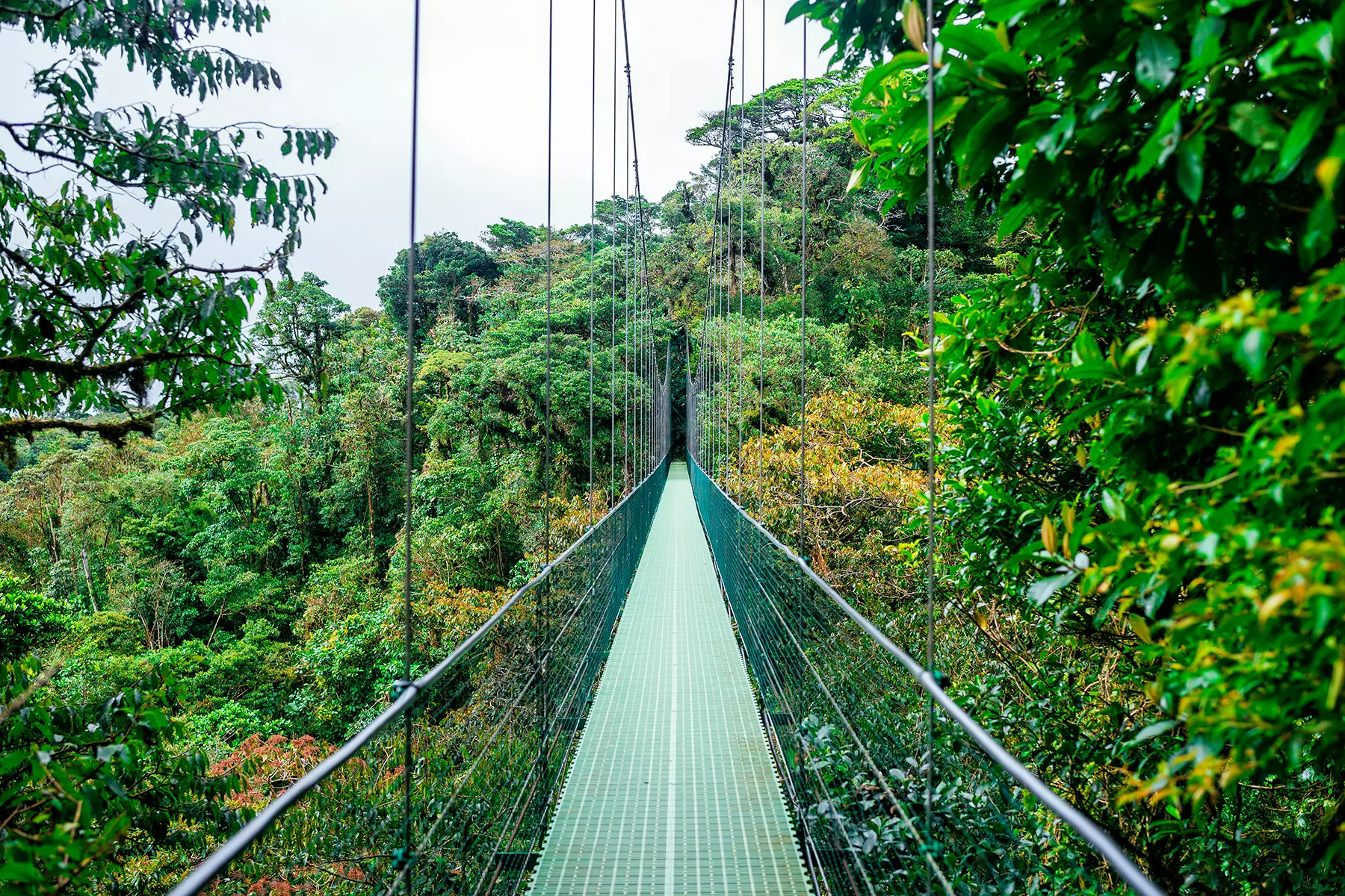 Puente colgante en Monteverde, Costa Rica