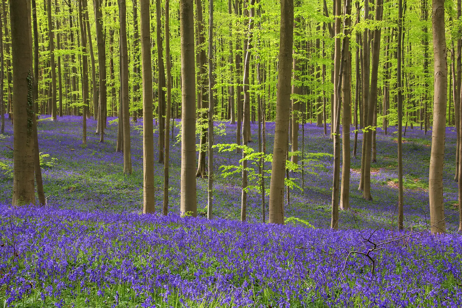 Bosque de Halle (Hallerbos) con flores bluebell, Halle, Bélgica