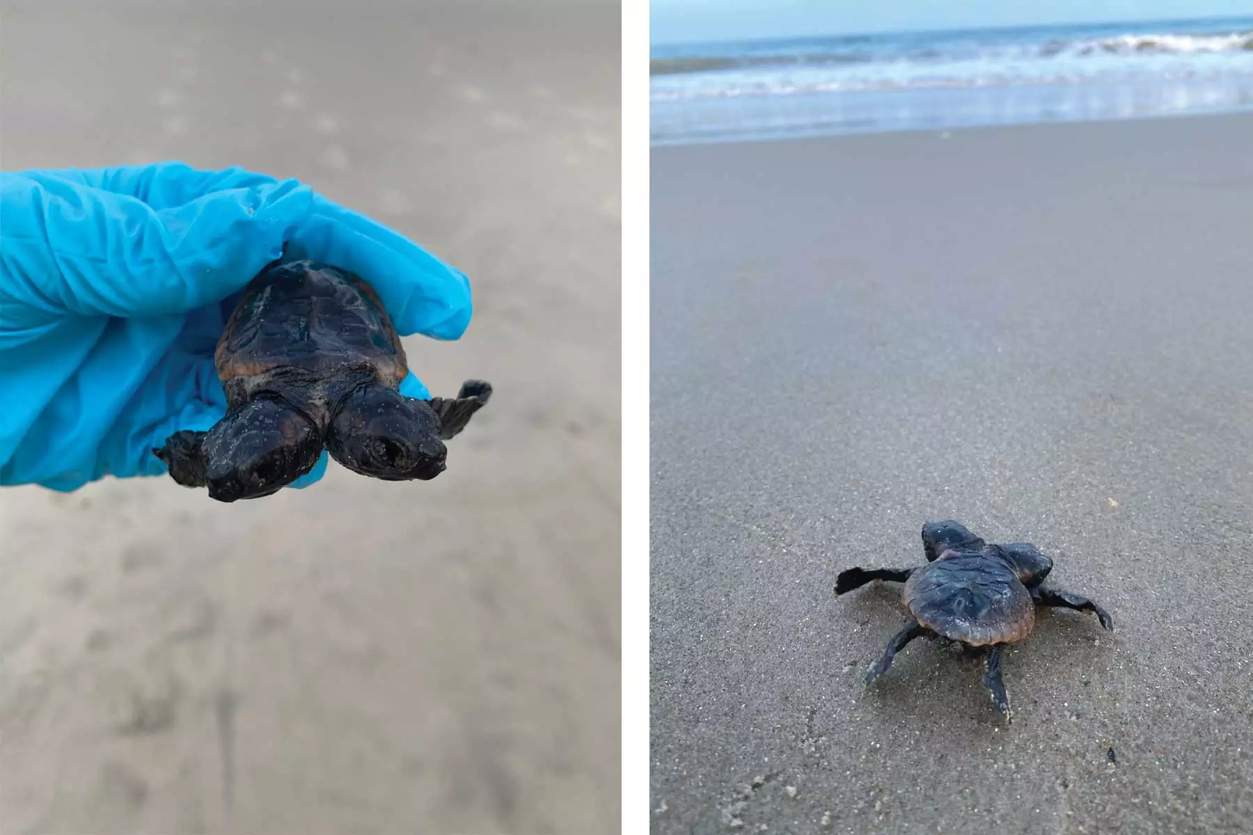 Tweekoppige schildpadjong gevonden in Cape Hatteras National Seashore