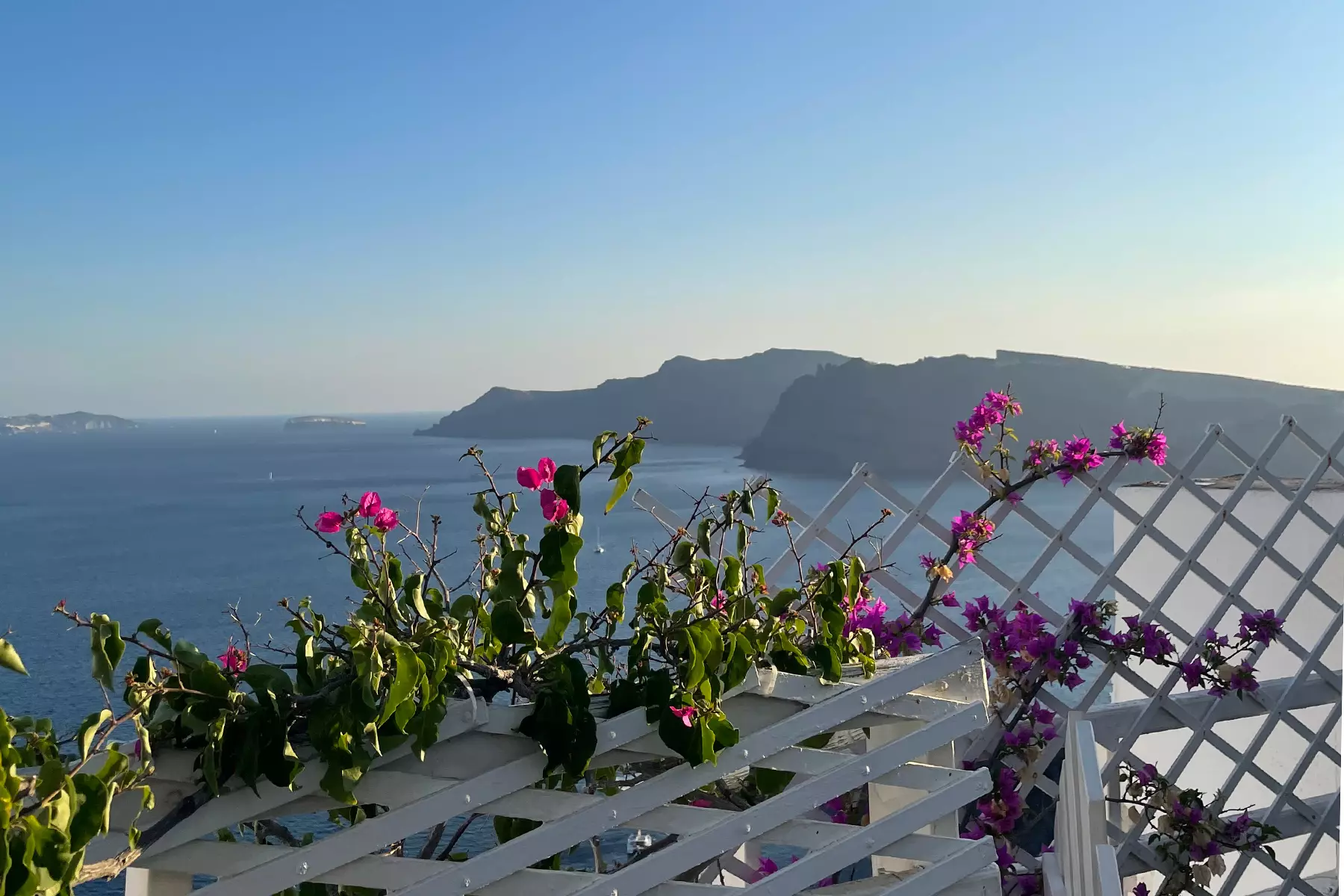 Flores de buganvillas rosas en Oia, Santorini