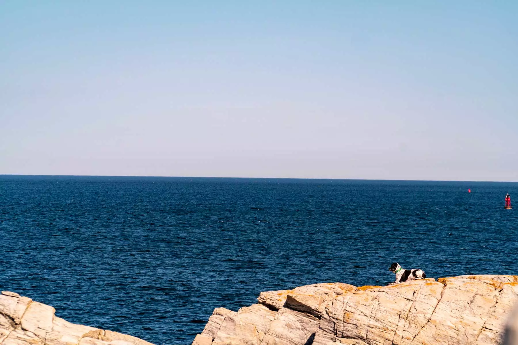 Hond op de Fielsen um Cape Elizabeth - South Portland, Maine