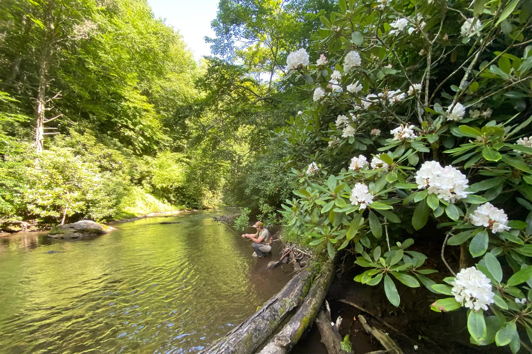 A Dan River virágzik és fedezi a legyező horgászatot a Primland Resortban