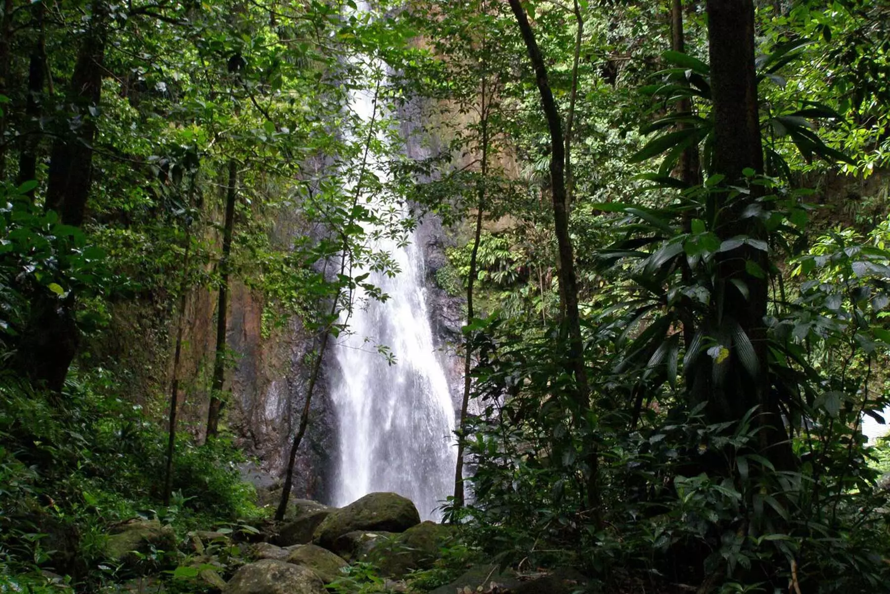 Unha fervenza vista entre as árbores