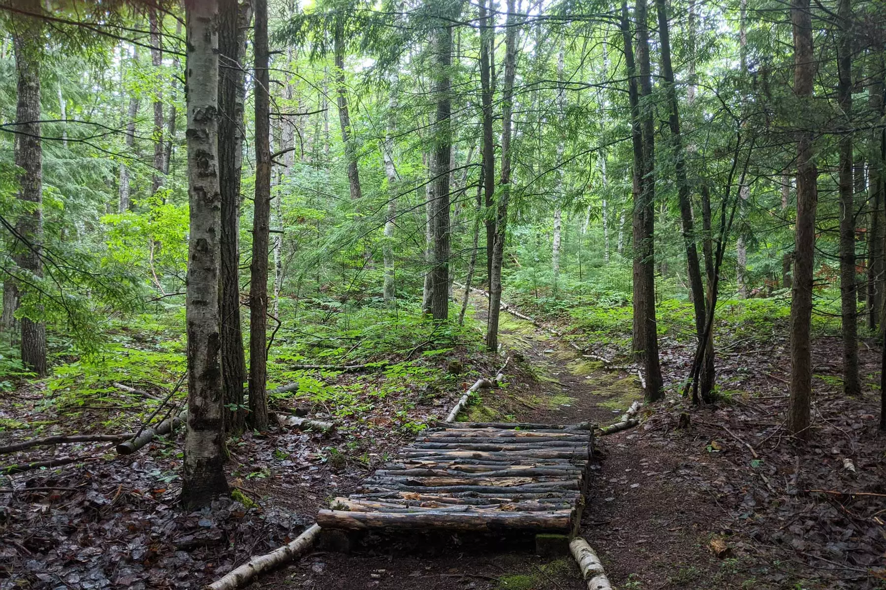 Camiño para a terapia forestal en Hidden Pond en Kennebunkport, Maine