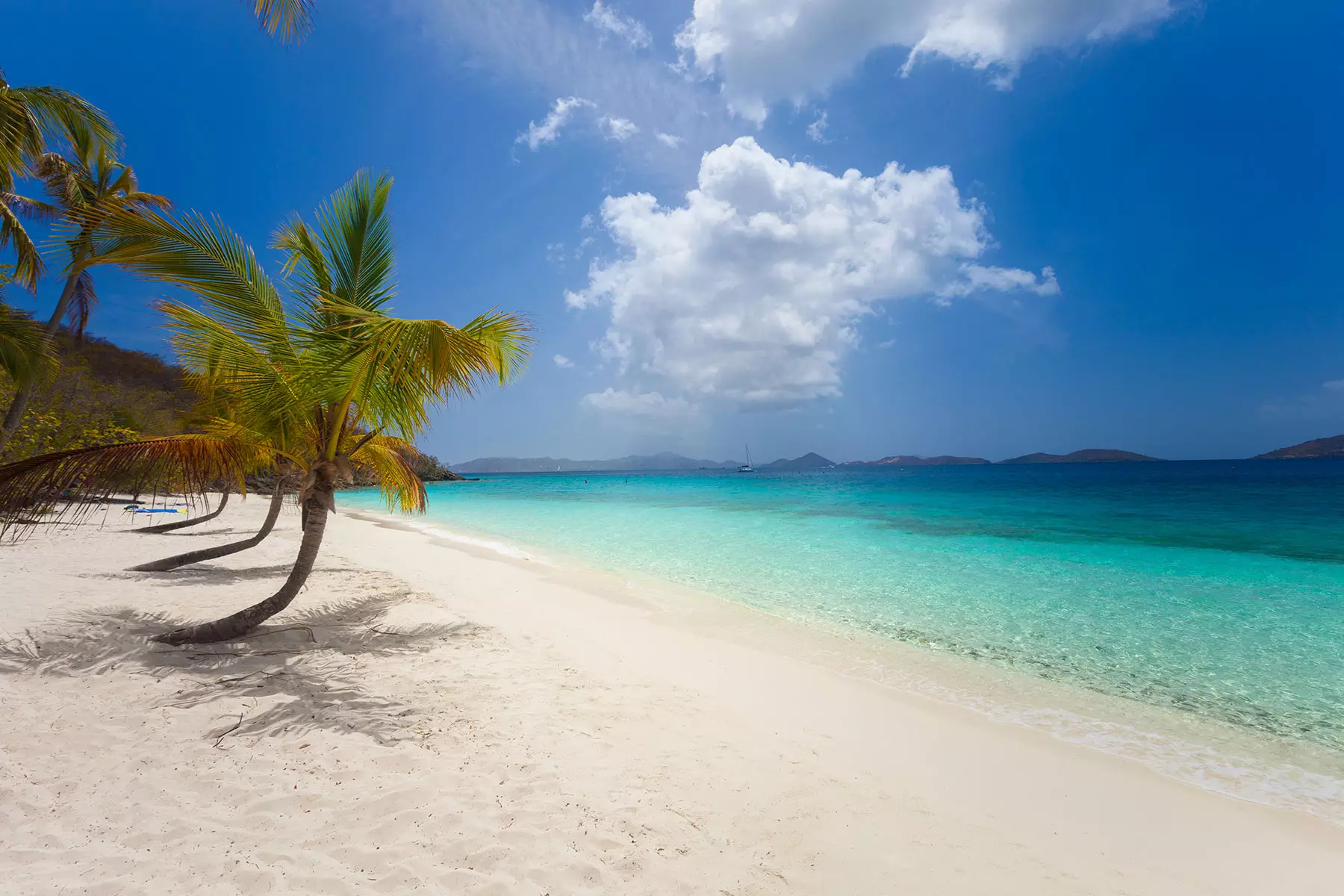 ដើមត្នោតនៅ Salomon Bay, St.John, US Virgin Islands