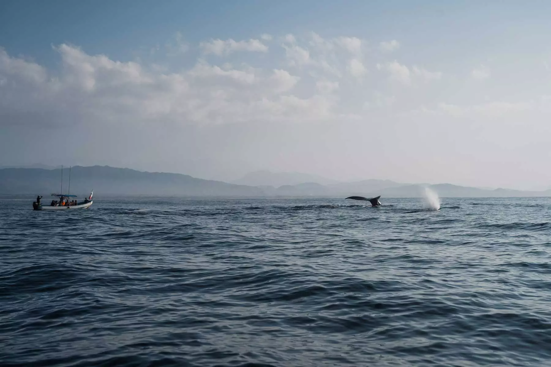 Puerto Escondido Meksikada bir tur gəmisinin yanında donqar balina dalğıc.