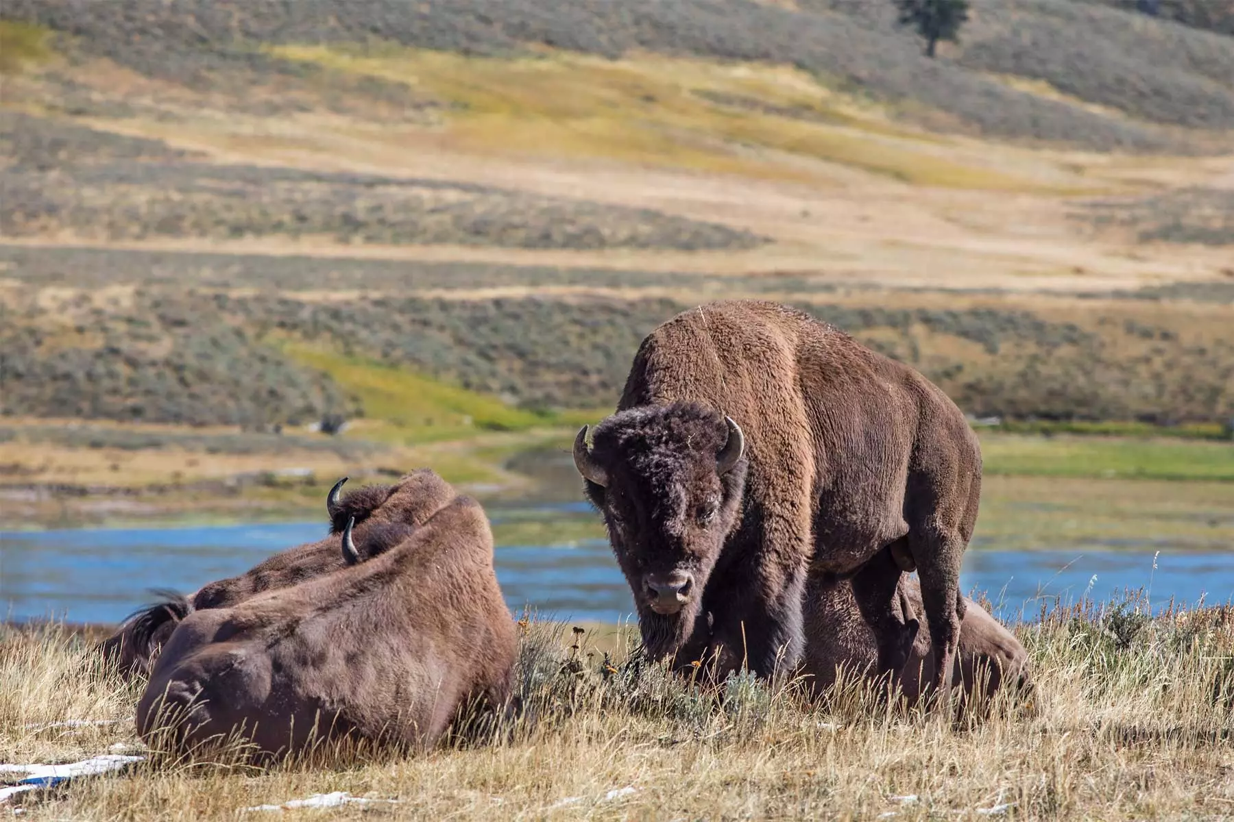 Skupina štirih bizonov, eden gleda v kamero, v narodnem parku Yellowstone