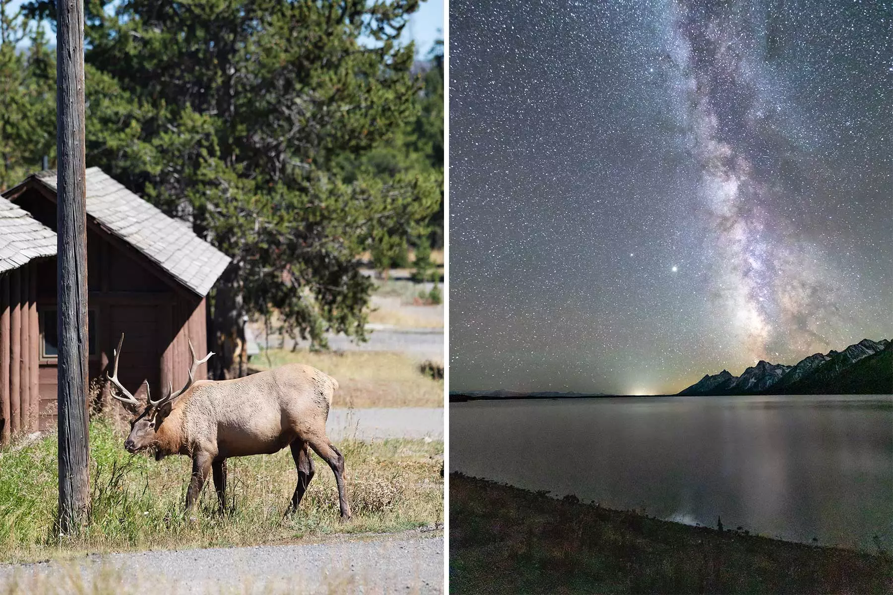 Na levi je los blizu koč pri jezeru Yellowstone v narodnem parku Yellowstone; desno, zvezdna nočna scena na jezeru Jackson