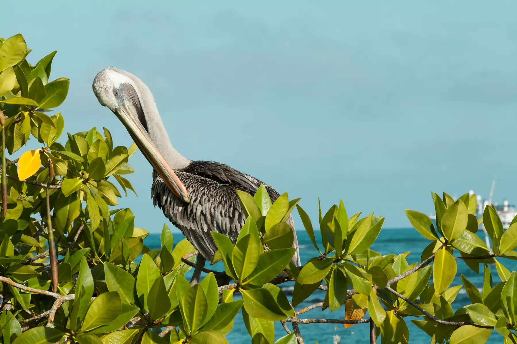 Grand oiseau sur les îles Galapagos