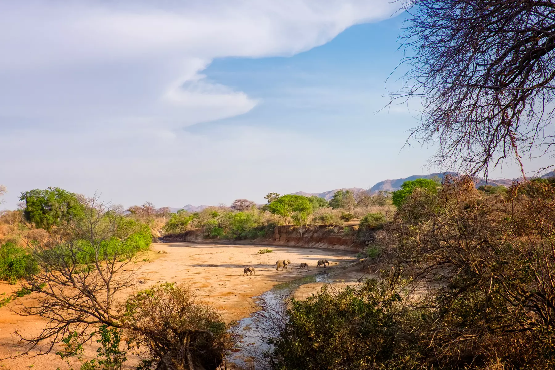 Elefanteak ibaiaren ohean Chitake Springs-en, Mana Pools, Zimbabwe