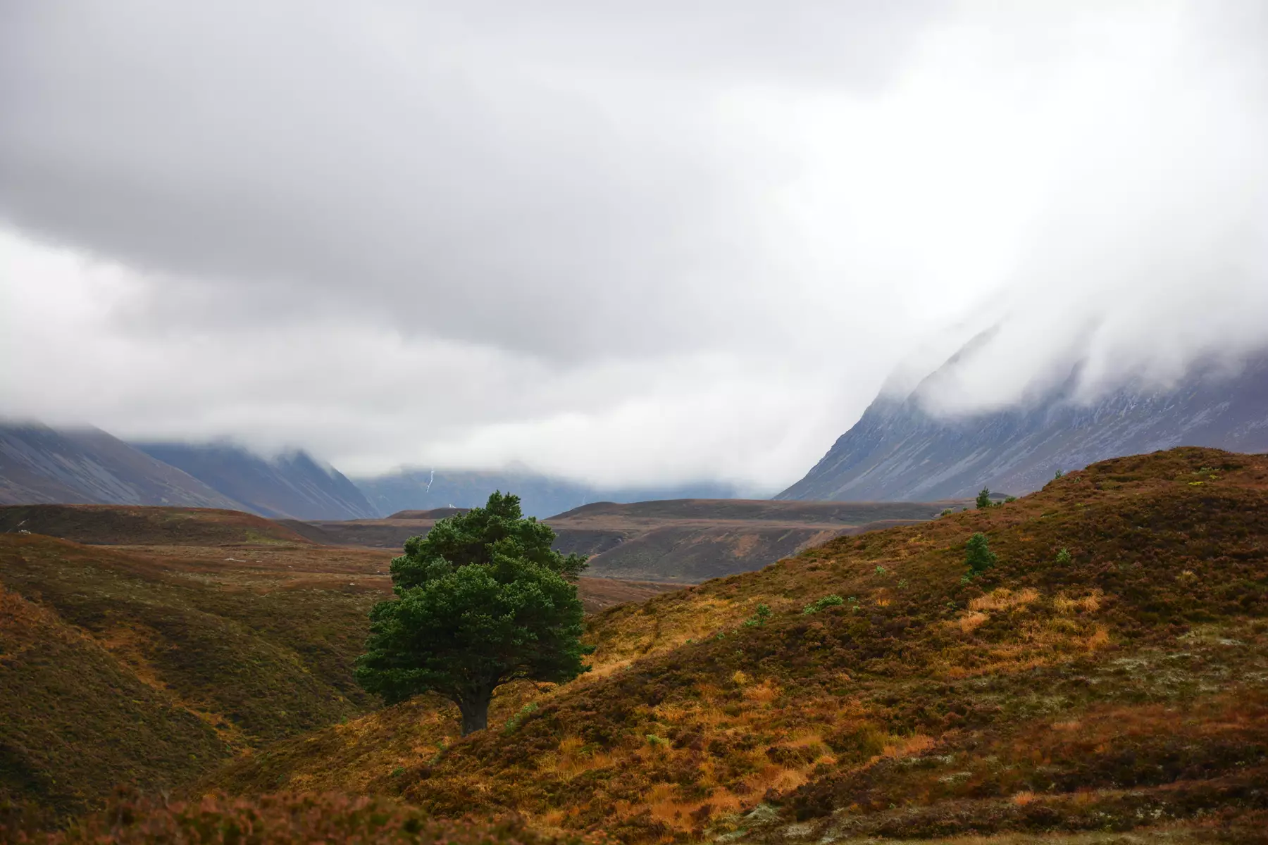 Nag-inusara nga kahoy sa Caingorms National Park Scotland