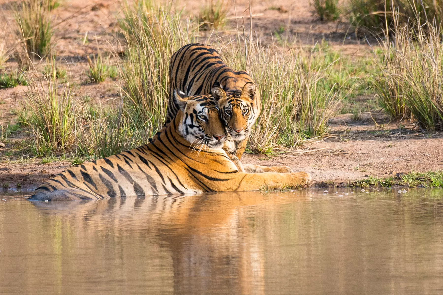 Tigre du Bengale (Panthera tigris tigris) mère avec cub au bord de la piscine, Bandhavgarh National Park, Madhya Pradesh, Inde.