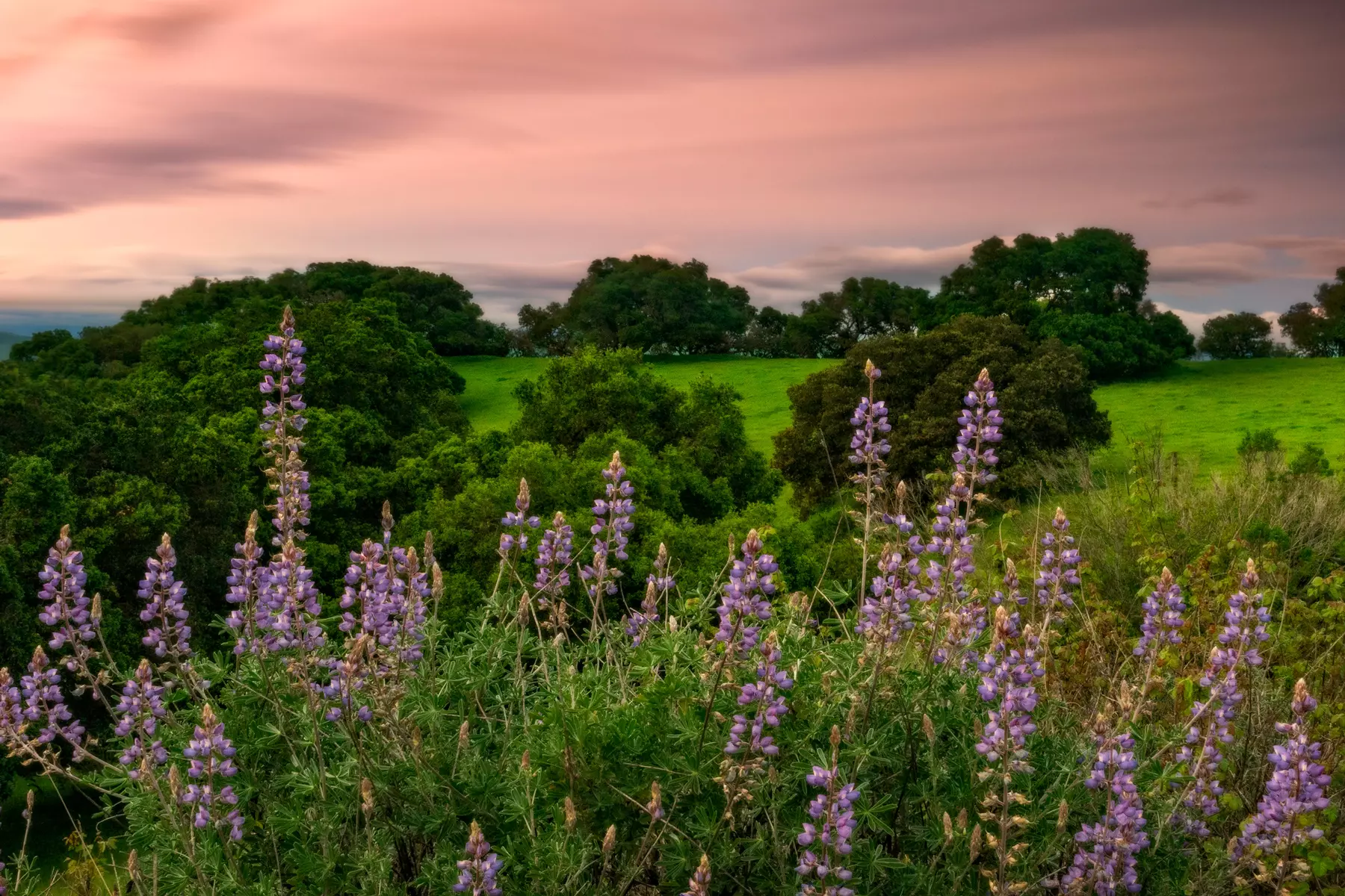 Lupine û girên biharê, De Anza Trail, Çiyayê Gabilan, San Benito County, Southern Santa Clara Valley, Californi