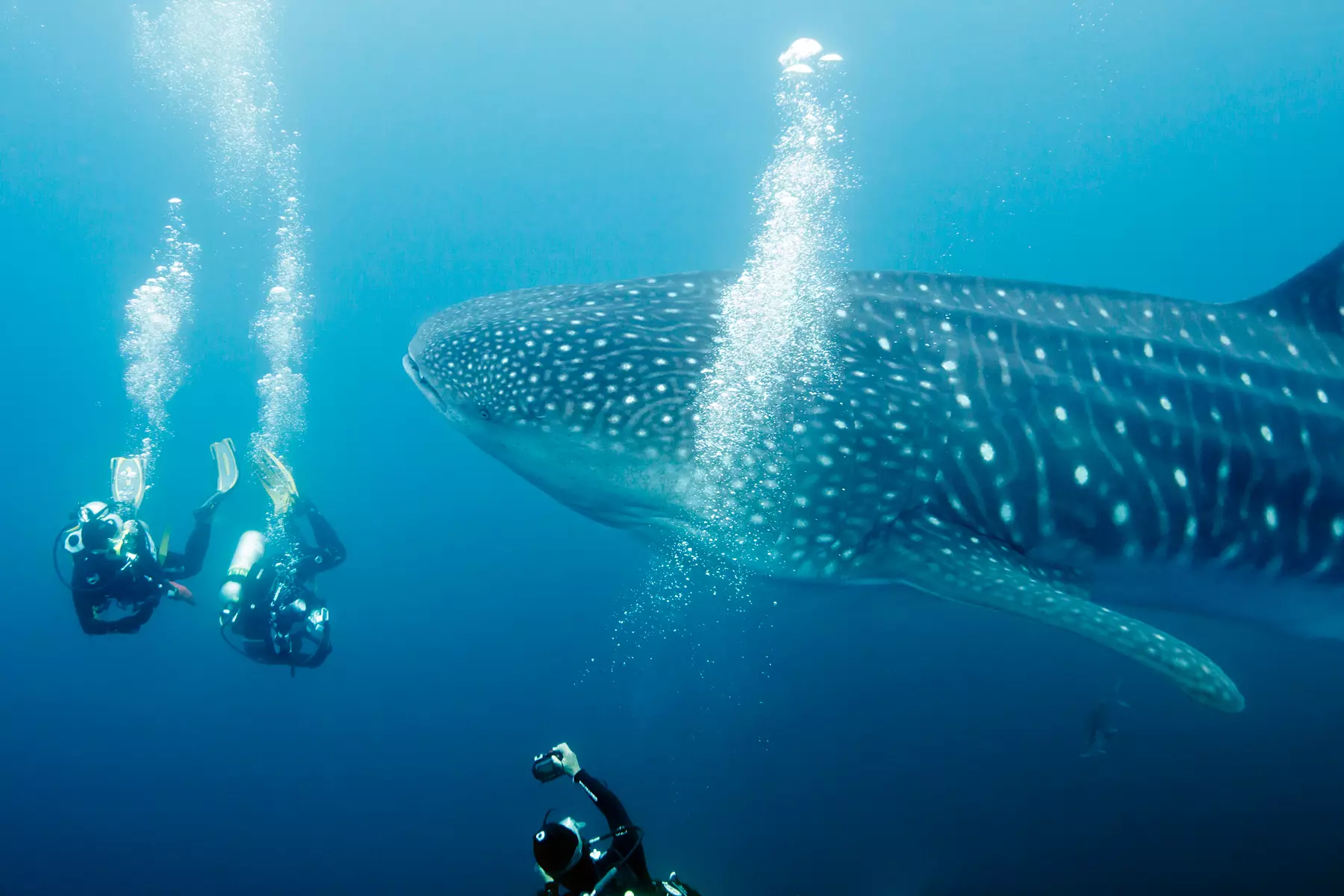 Divers tare da manyan shark whale.