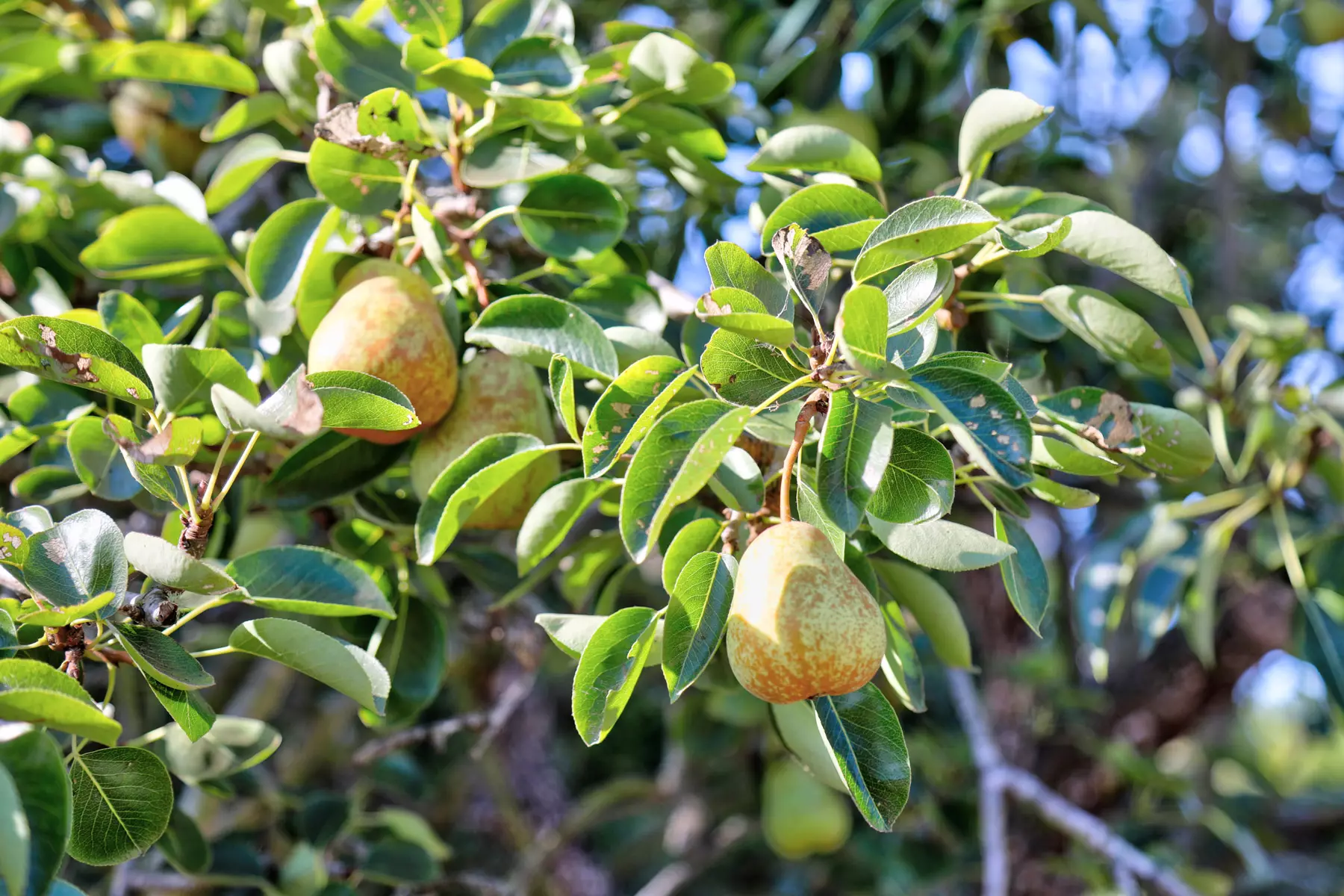 Hrušky rastúce na stromoch na farme Bees Knees Fruit Farm