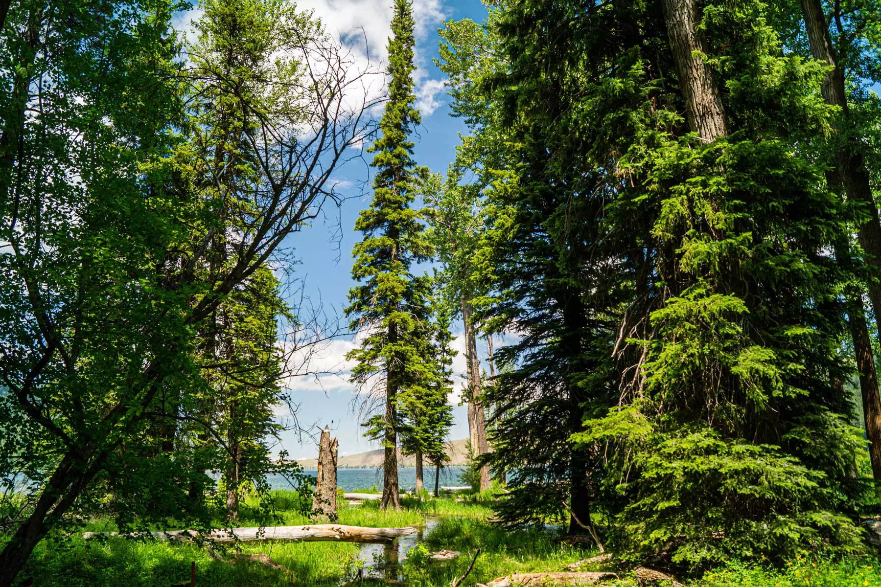 ABŞ-ın Oreqon ştatındakı Wallowa Lake Dövlət Parkında həmişəyaşıl ağaclar