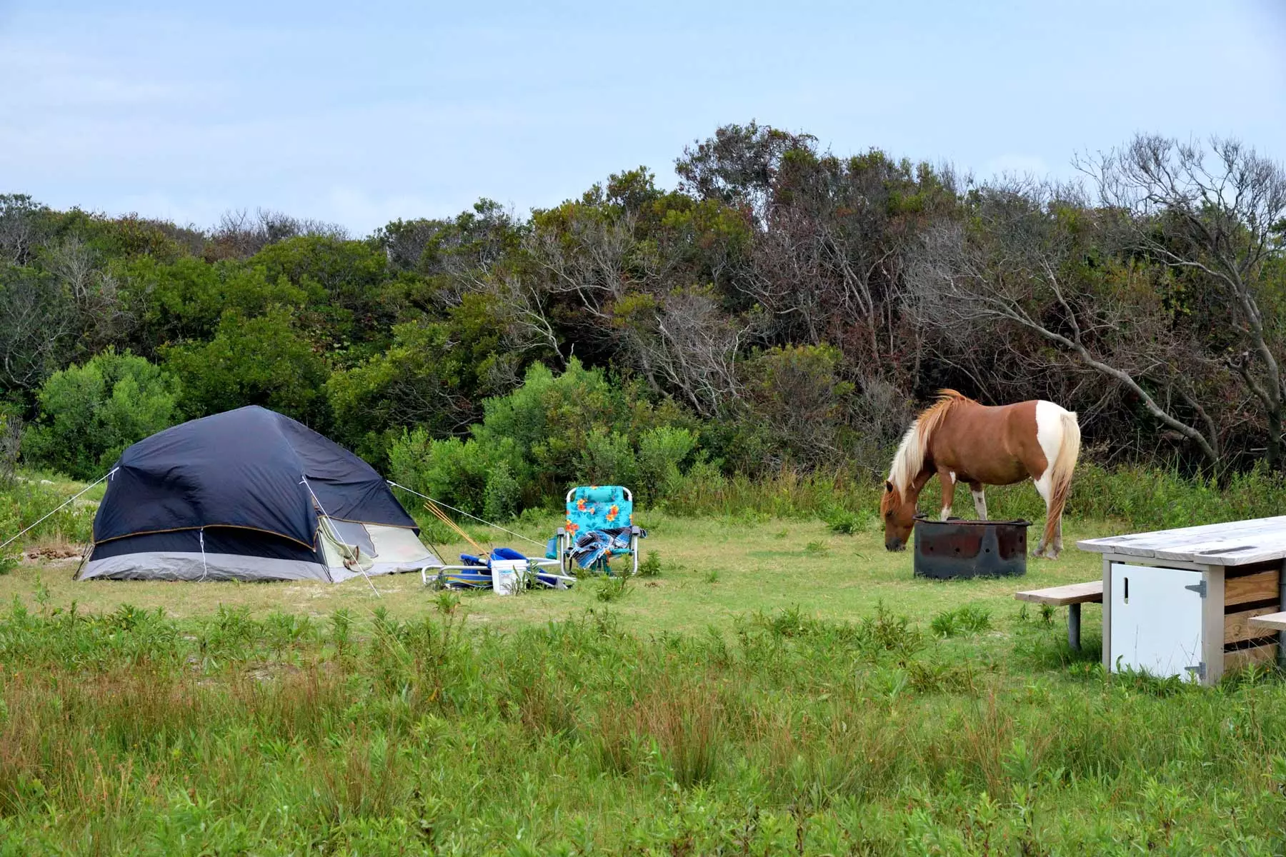 Assateague, istəsəniz chincoteague, avqust səhəri çadır düşərgəçiləri üçün ayrılmış düşərgədə poni otarır.