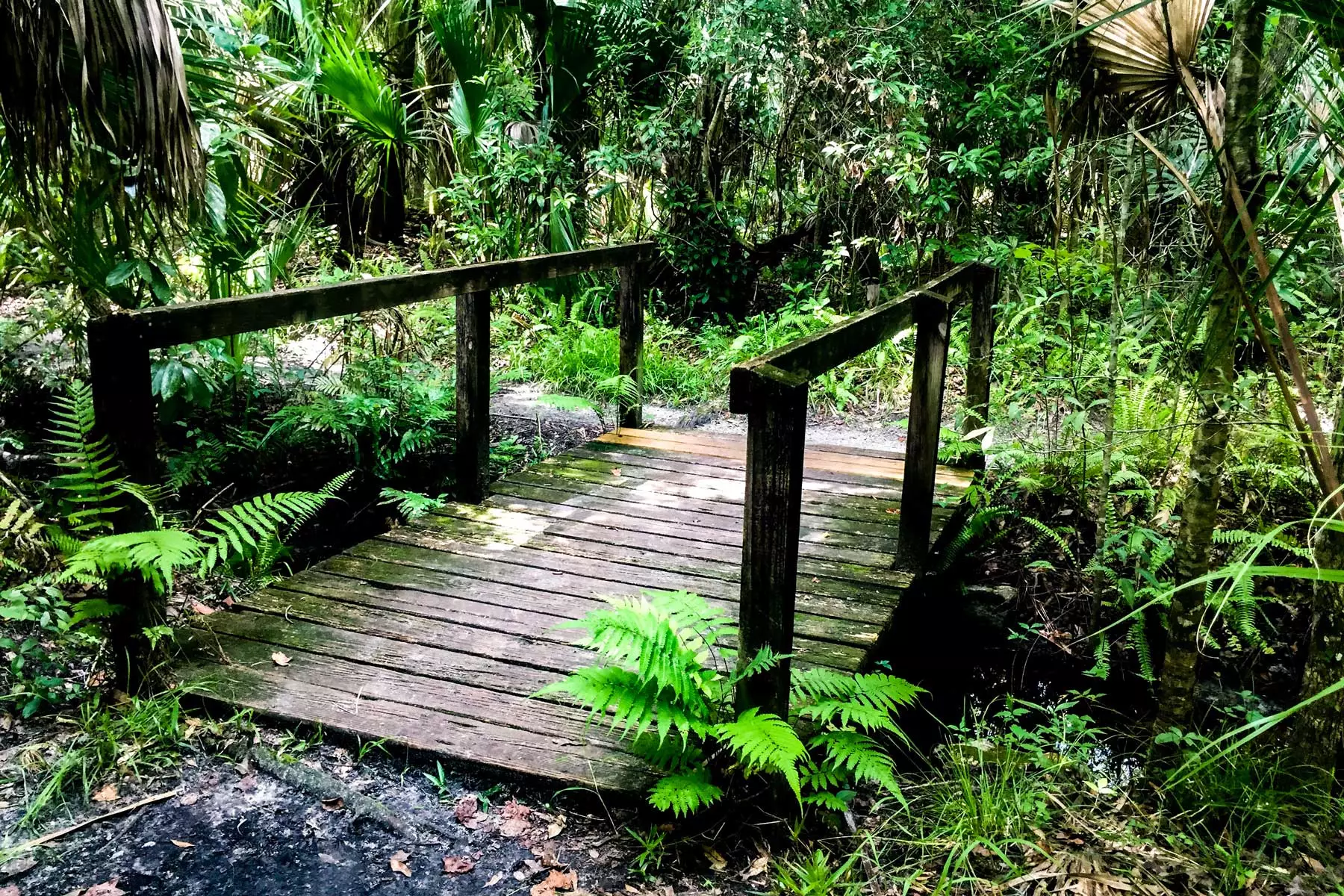 Ponte sobre o pantano no Highlands Hammock State Park en Sebring, Florida