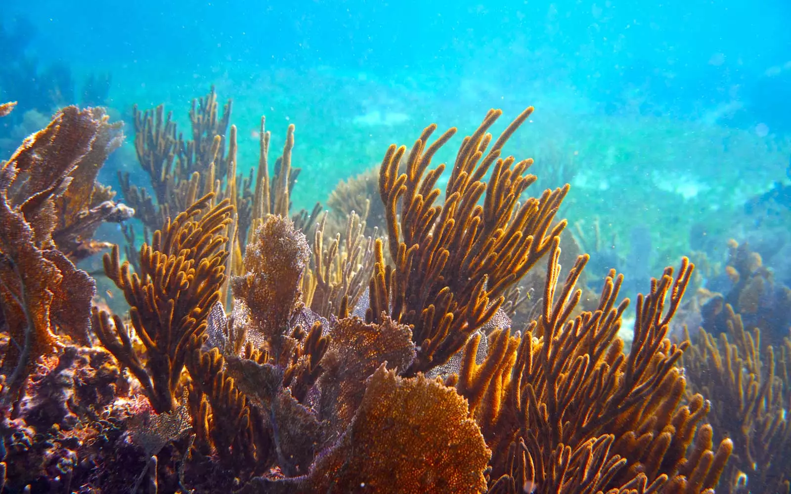 Gorgonian coral Great Mayan Reef ni Riviera Maya ti Caribbean Mexico