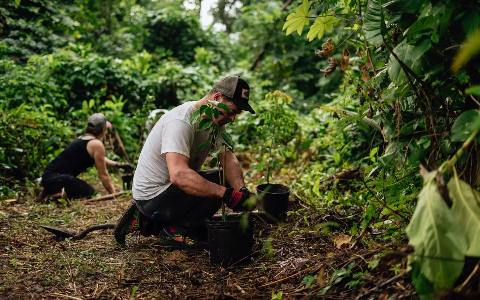 Awọn oluyọọda gbin awọn igi pẹlu ajo Para la Naturaleza