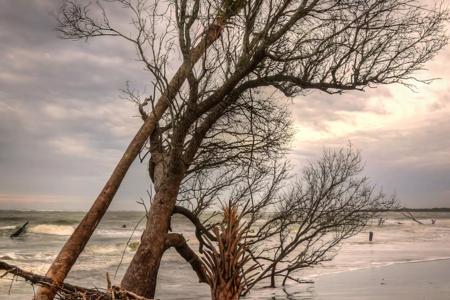 Árvores arrancadas pela erosão costeira, Dewees Island, Carolina do Sul