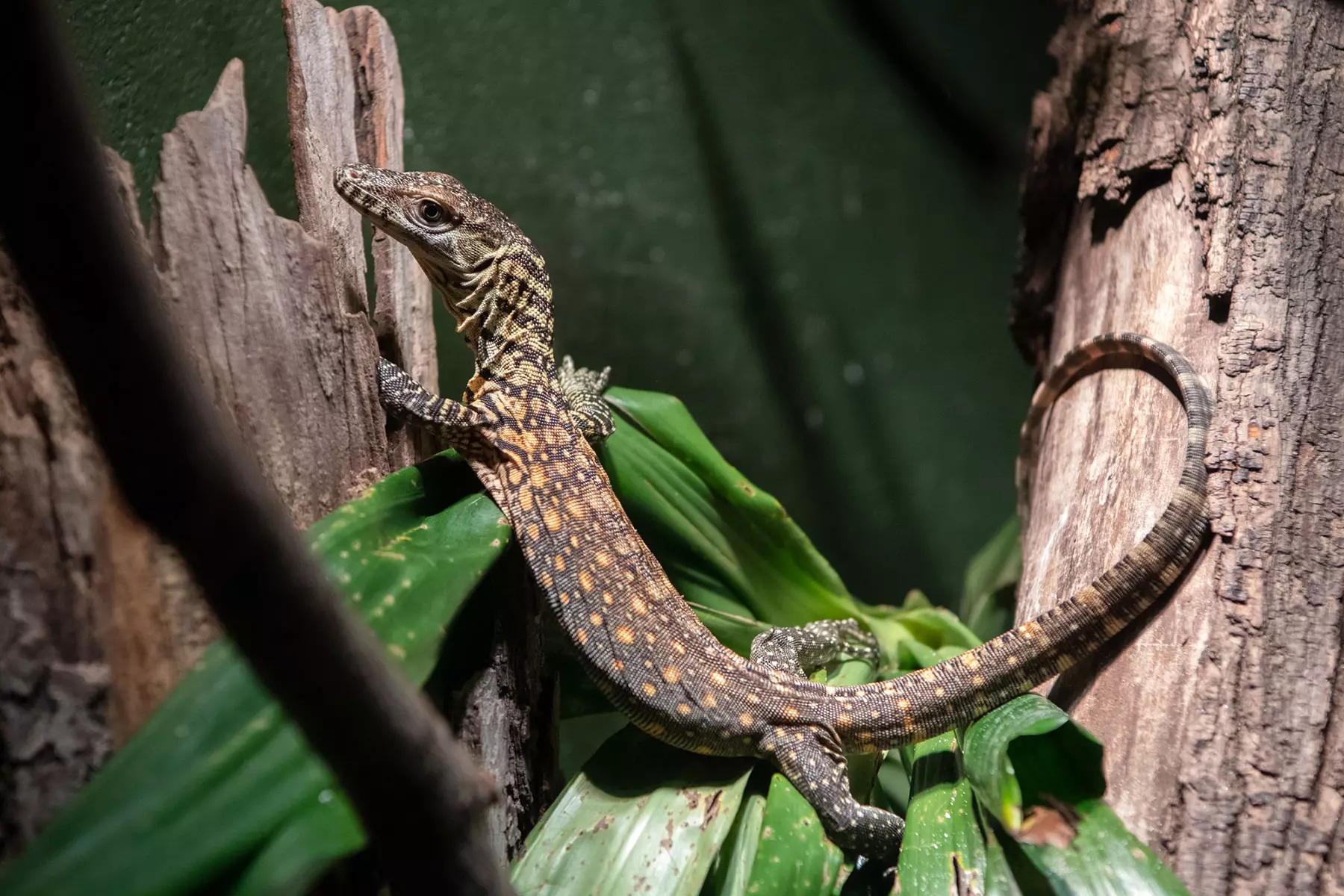 Seekor Anak Komodo Dragon Hatchling di Zoo Bronx