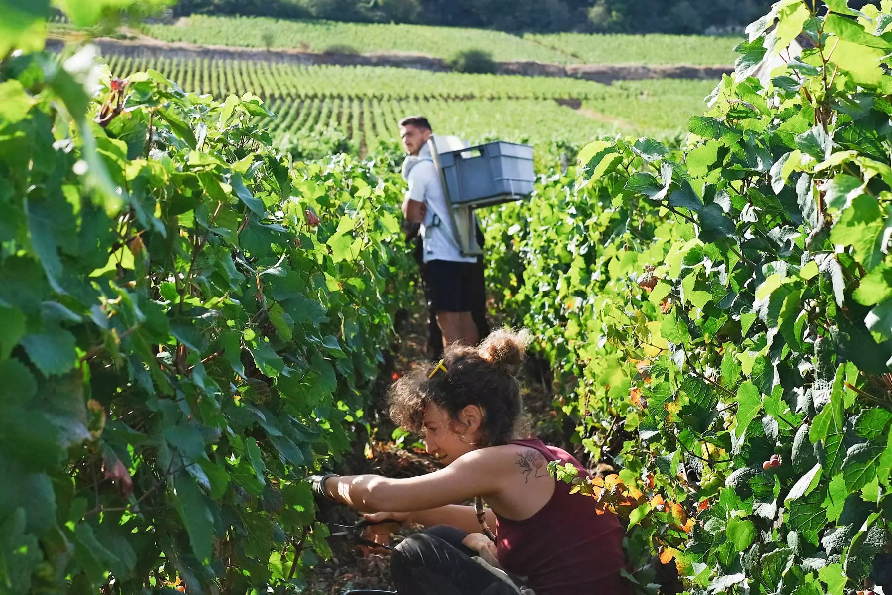 Két munkás szőlőt szüretel a franciaországi Domaine Drouhin-Laroze-ban