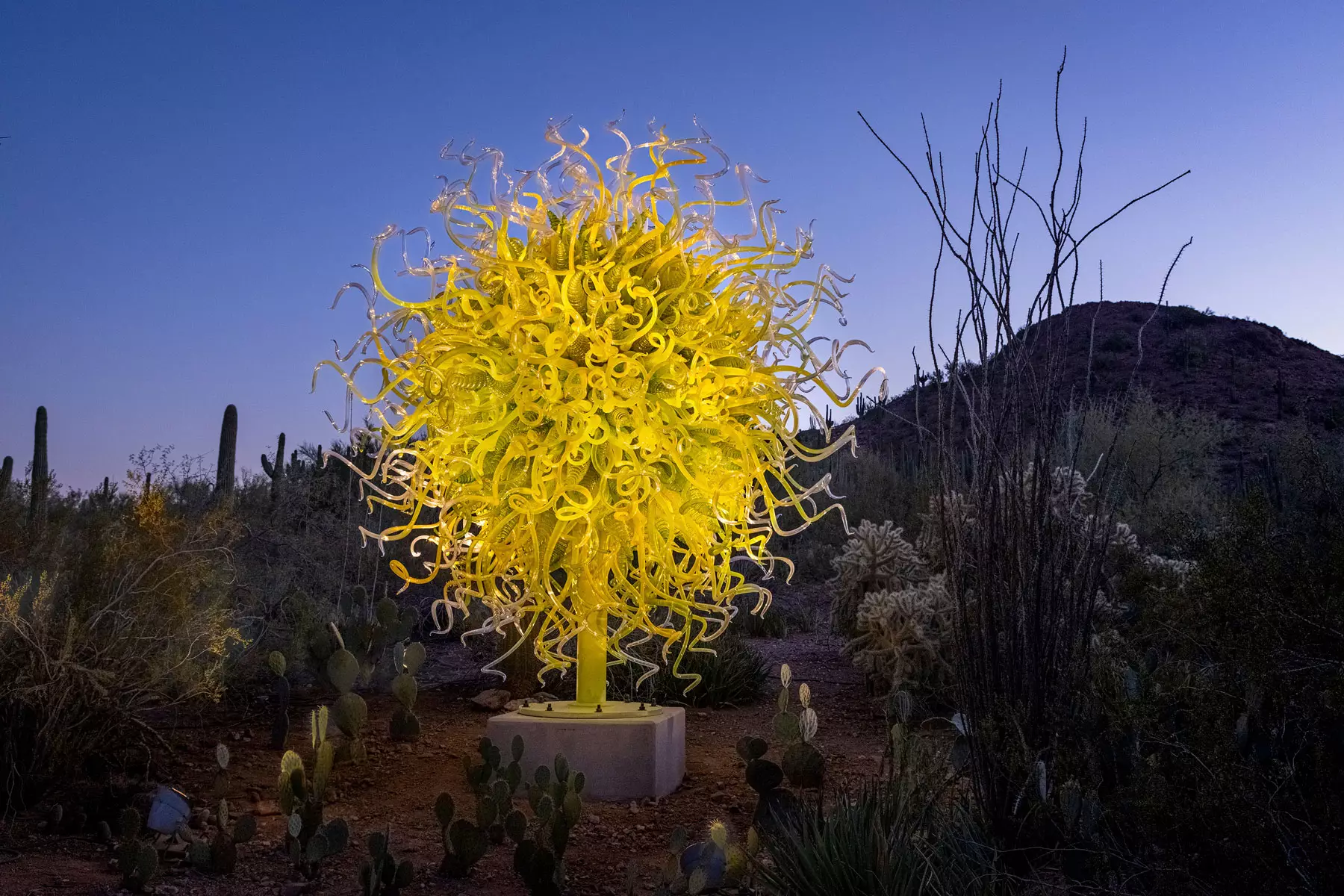 Dale Chihuly Sol del Citrón, 2014 Sivatagi Botanikus Kert, Phoenix, telepítve 2021