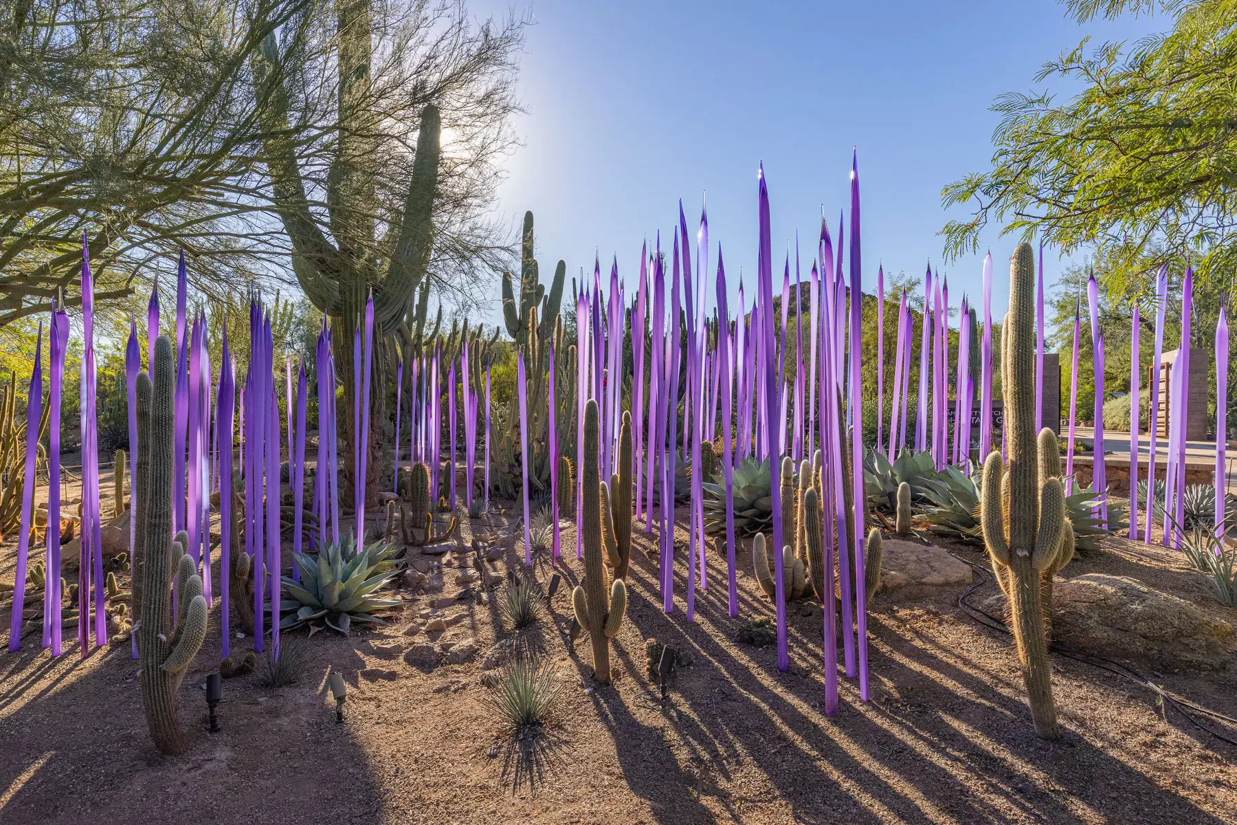 Dale Chihuly neodímium nád, 2021 Sivatagi Botanikus Kert, Phoenix