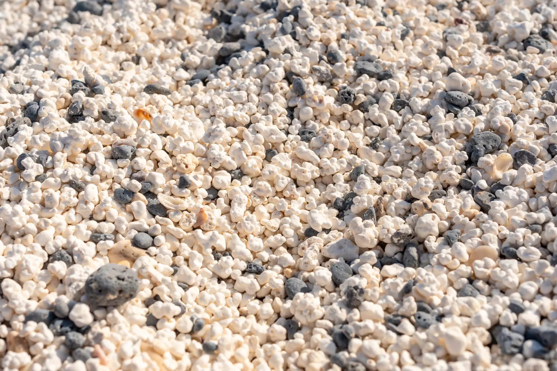 Butiran Pantai Popcorn berhampiran bandar Corralejo, utara pulau Fuerteventura, Kepulauan Canary. Sepanyol