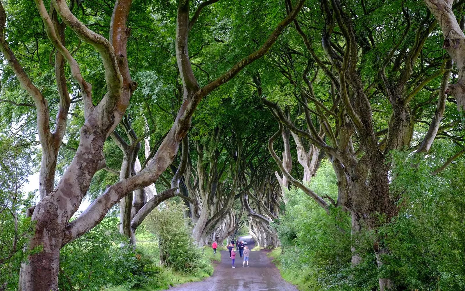 The Dark Hedges, alej buků, umístění Game of Thrones, hrabství Antrim, Ulster, Severní Irsko