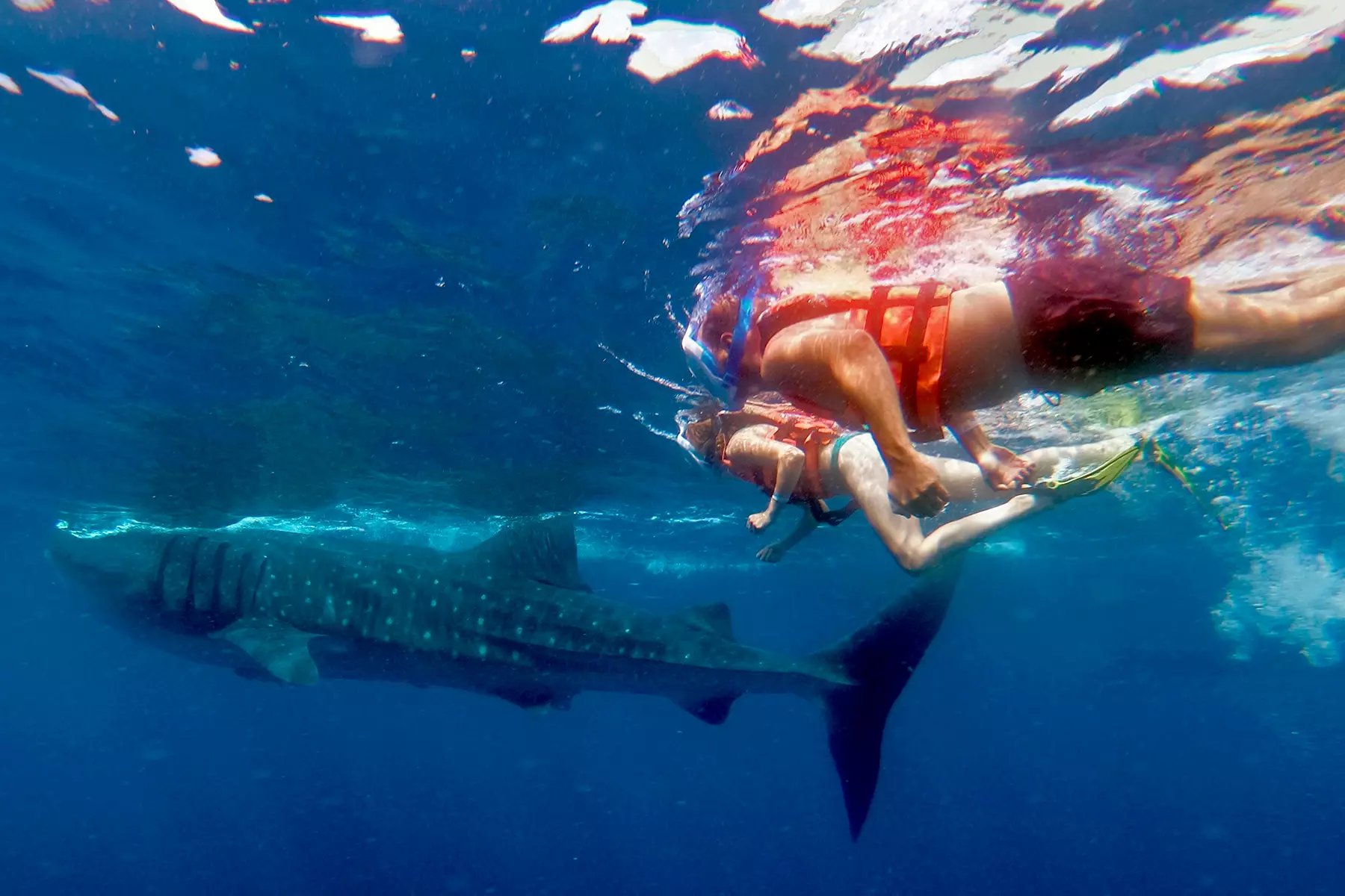 Dûke mei Whale Sharks yn Meksiko