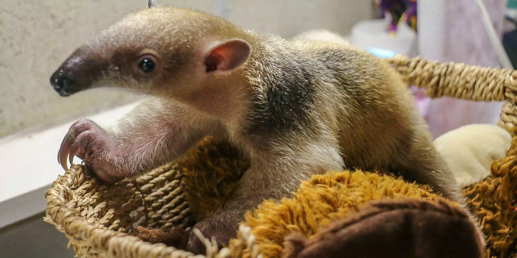 Новороденото тамандуа в зоопарка на Роуд Айлънд е странно очарователно чудо с дълъг нос - вижте снимките