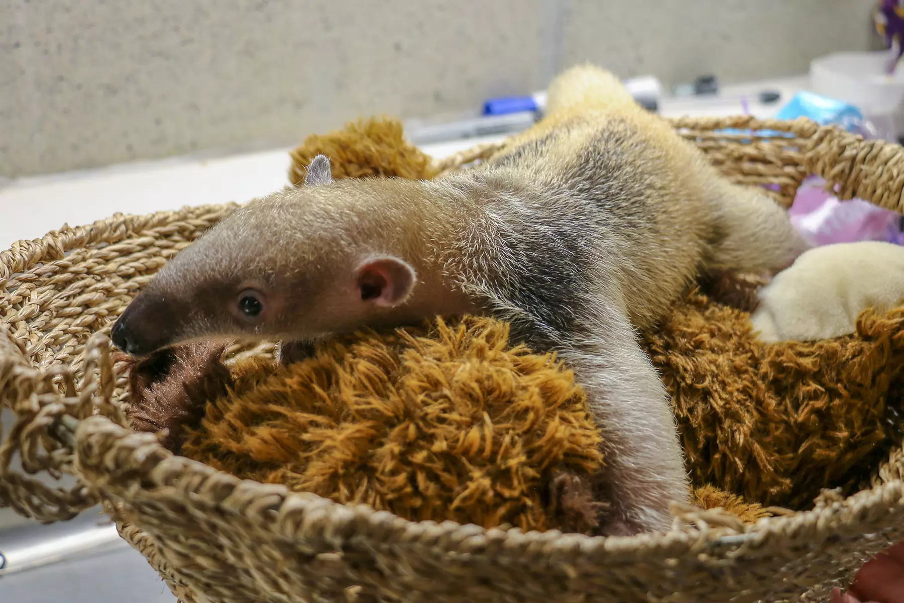 Tamandua haurra pisatzen dute Roger Williams Parkeko Zooan