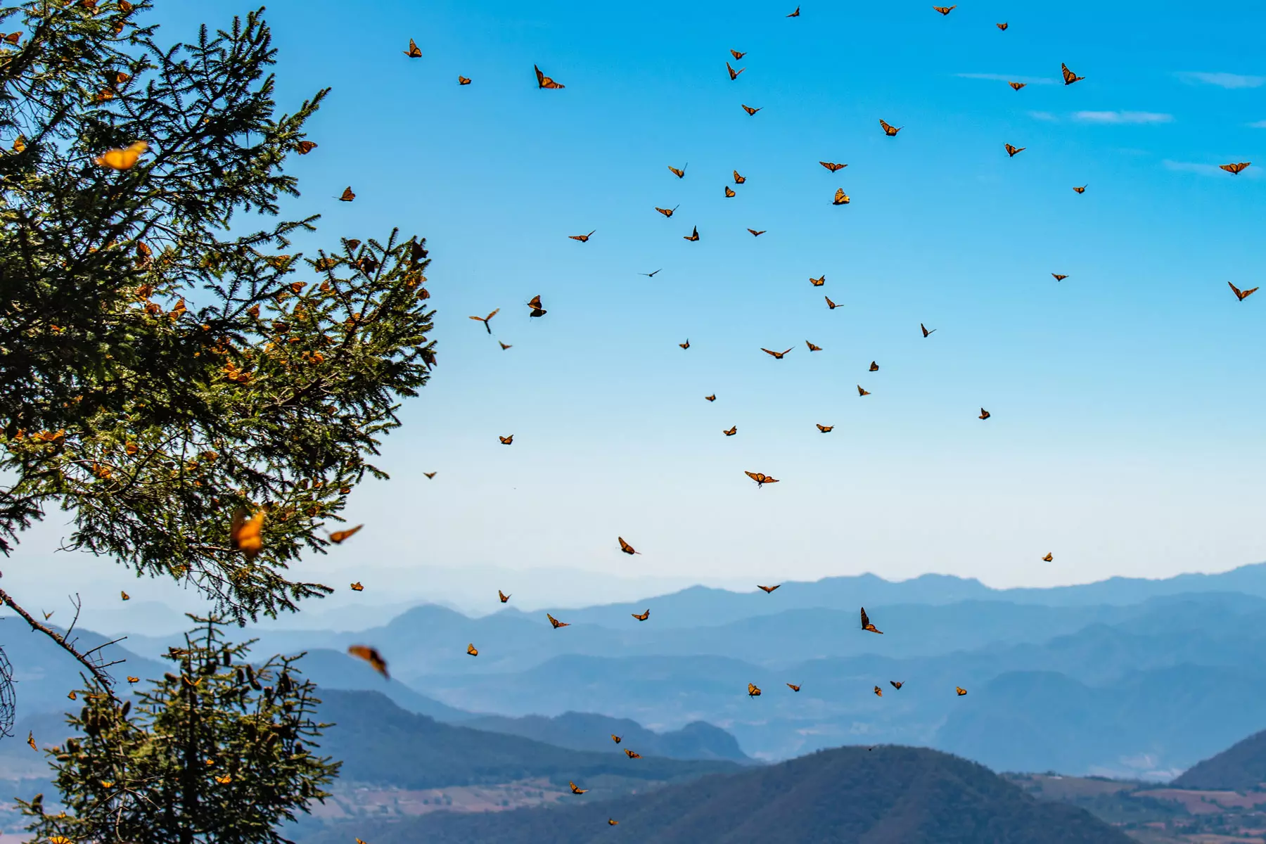 Reserva de la Biosfera Mariposa Monarca en Michoacán, México