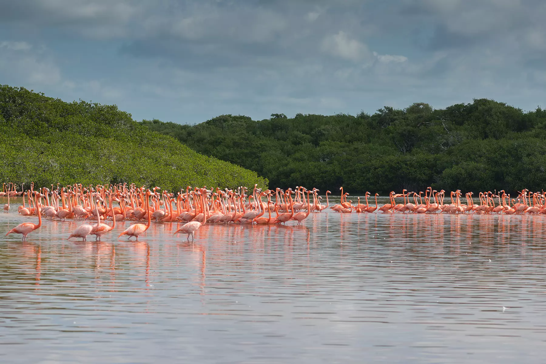 Pemandangan flamingo merah jambu di taman negara Celestun, Mexico