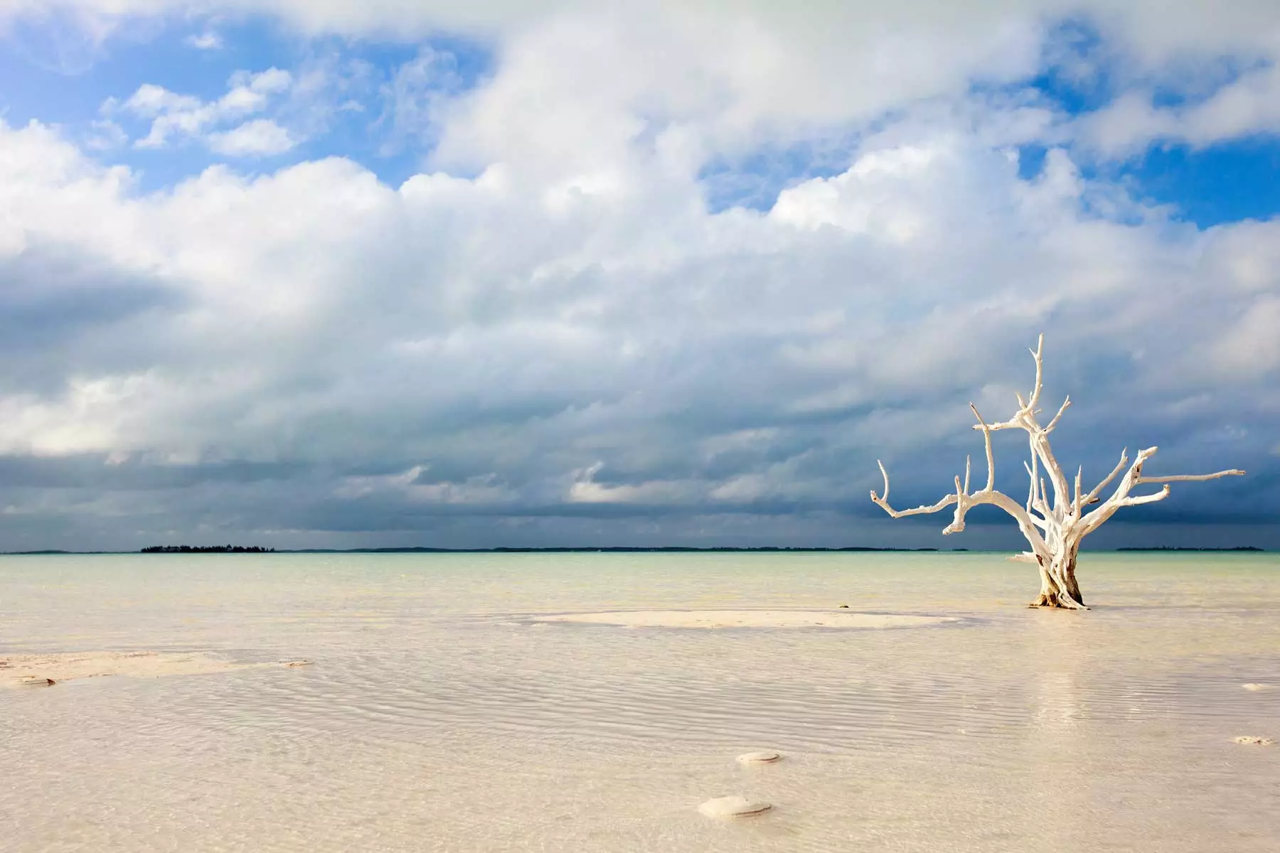 Harbour uhartean, Bahamak, eguzkiak zuritutako zuhaitza