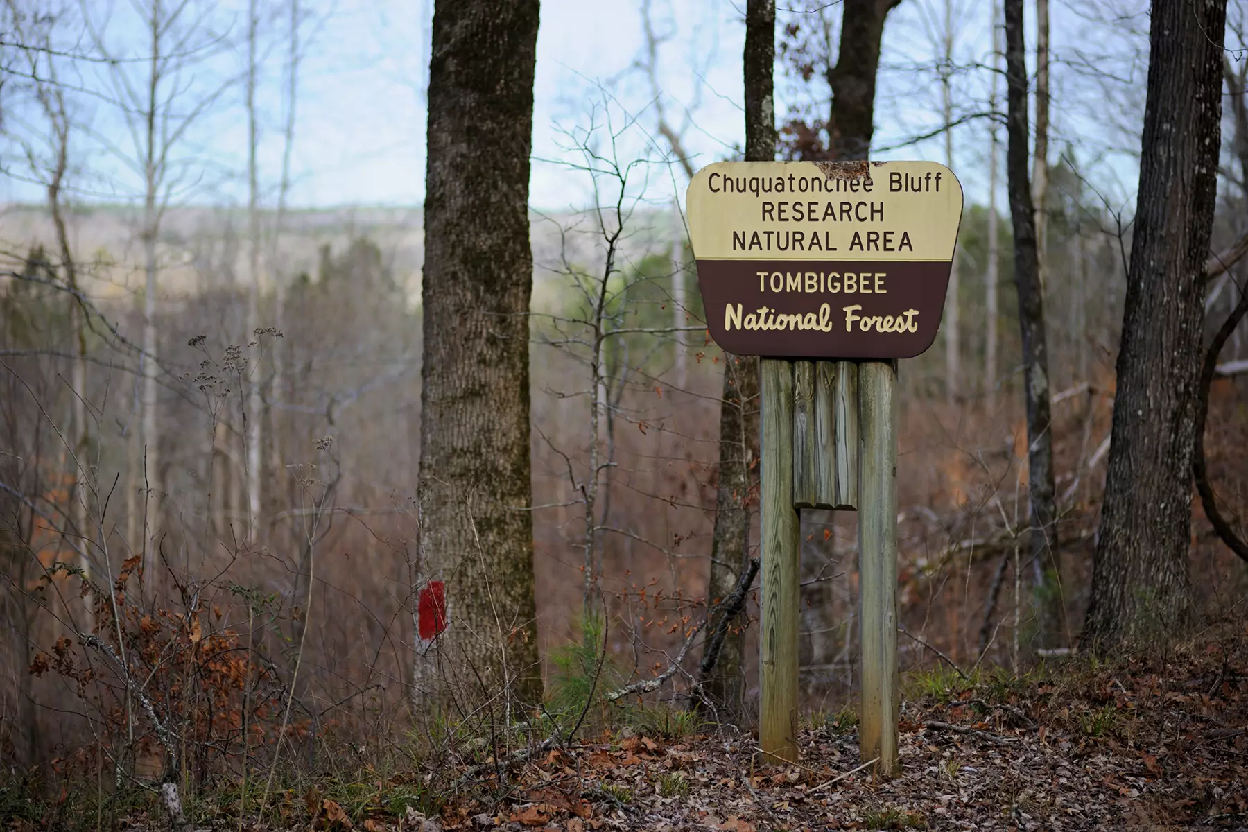 Inicieu la sessió al bosc nacional de Tombigbee per a l'àrea natural de recerca de Chuquatonchee Bluff