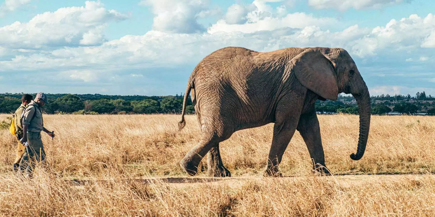 Lépjen túl a szafarin ezekkel a vadon élő állatokkal foglalkozó önkéntes kirándulásokkal Kelet- és Dél-Afrikában