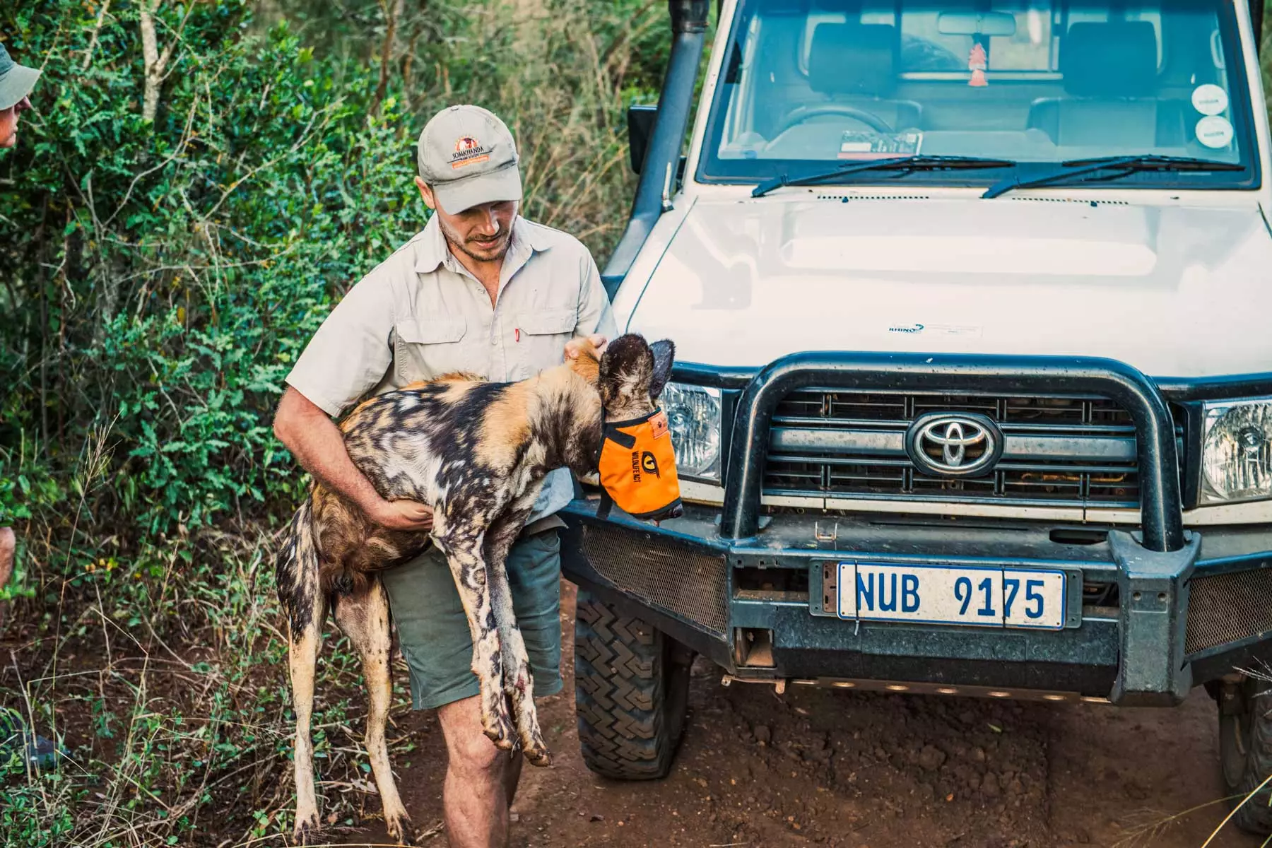A Wildlife Act csapatának egyik tagja egy afrikai festett kutyát hoz be rádiónyakörv rögzítésére.