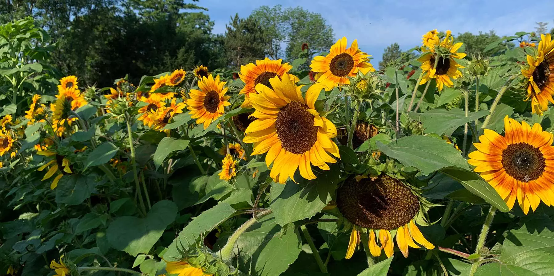 Ib qho ntawm New England's Dreamiest Gardens Hais Txog Bloom Nrog Ntau txhiab Sunflowers - Yuav Ua Li Cas Mus Saib