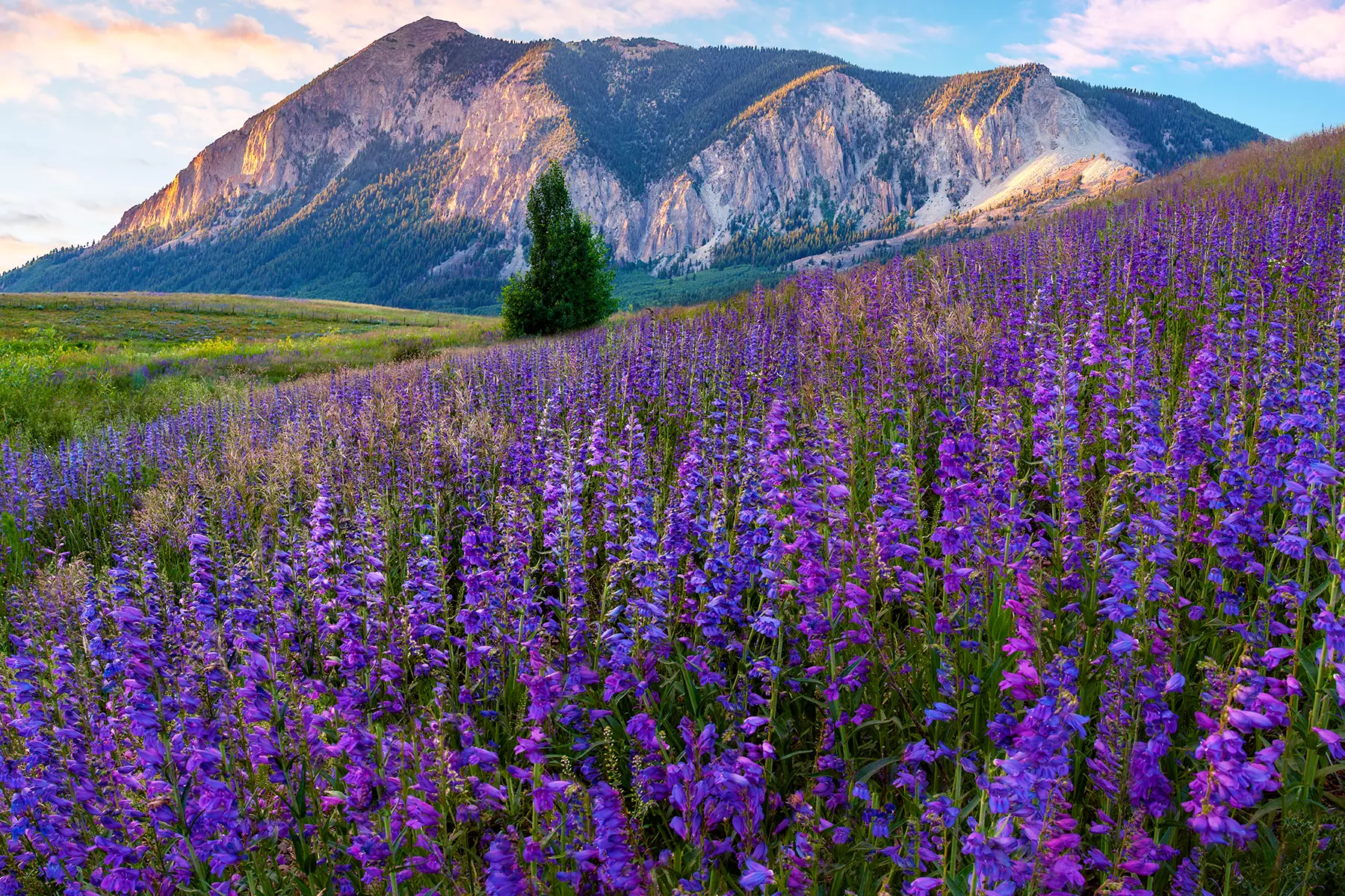 Изгрев, осветяващ Crested Butte Mountain с лилави диви цветя от лупина