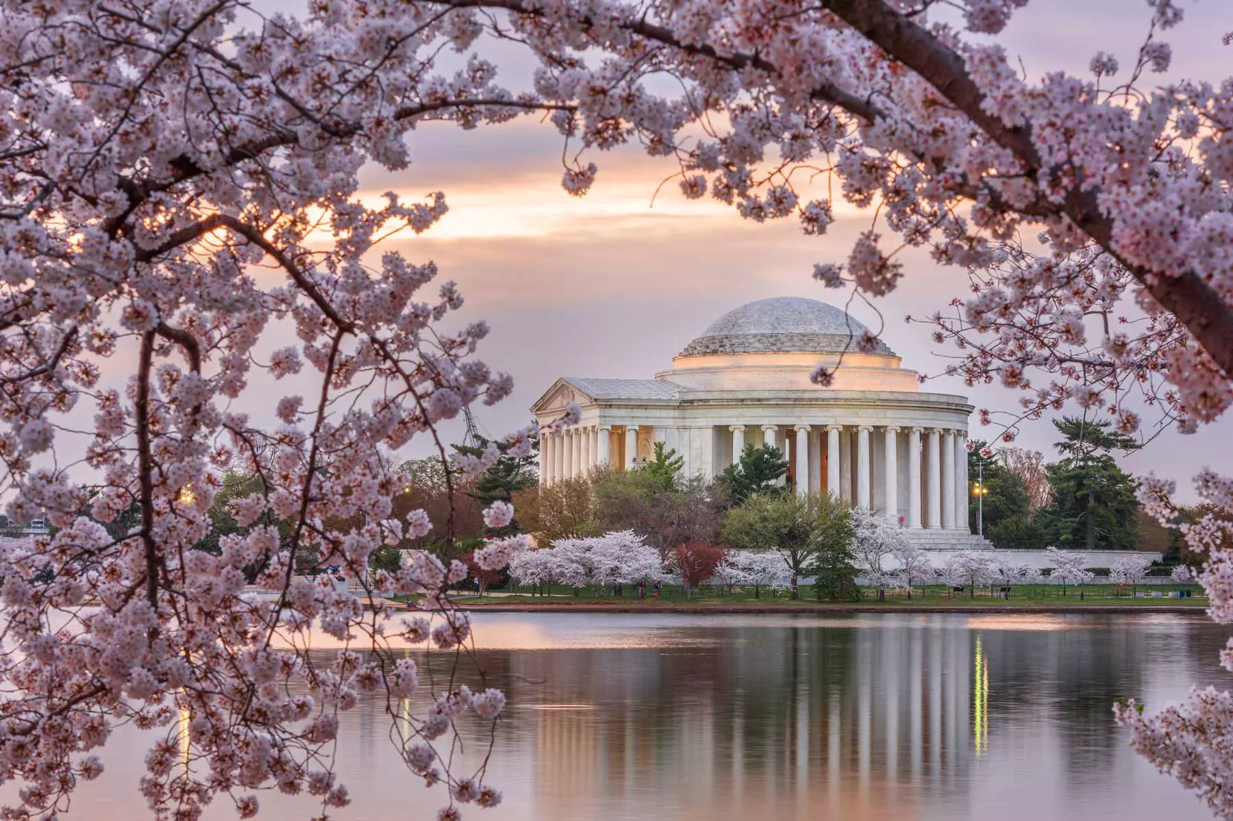 華盛頓特區，在春季期間在杰斐遜紀念堂和潮汐盆地。