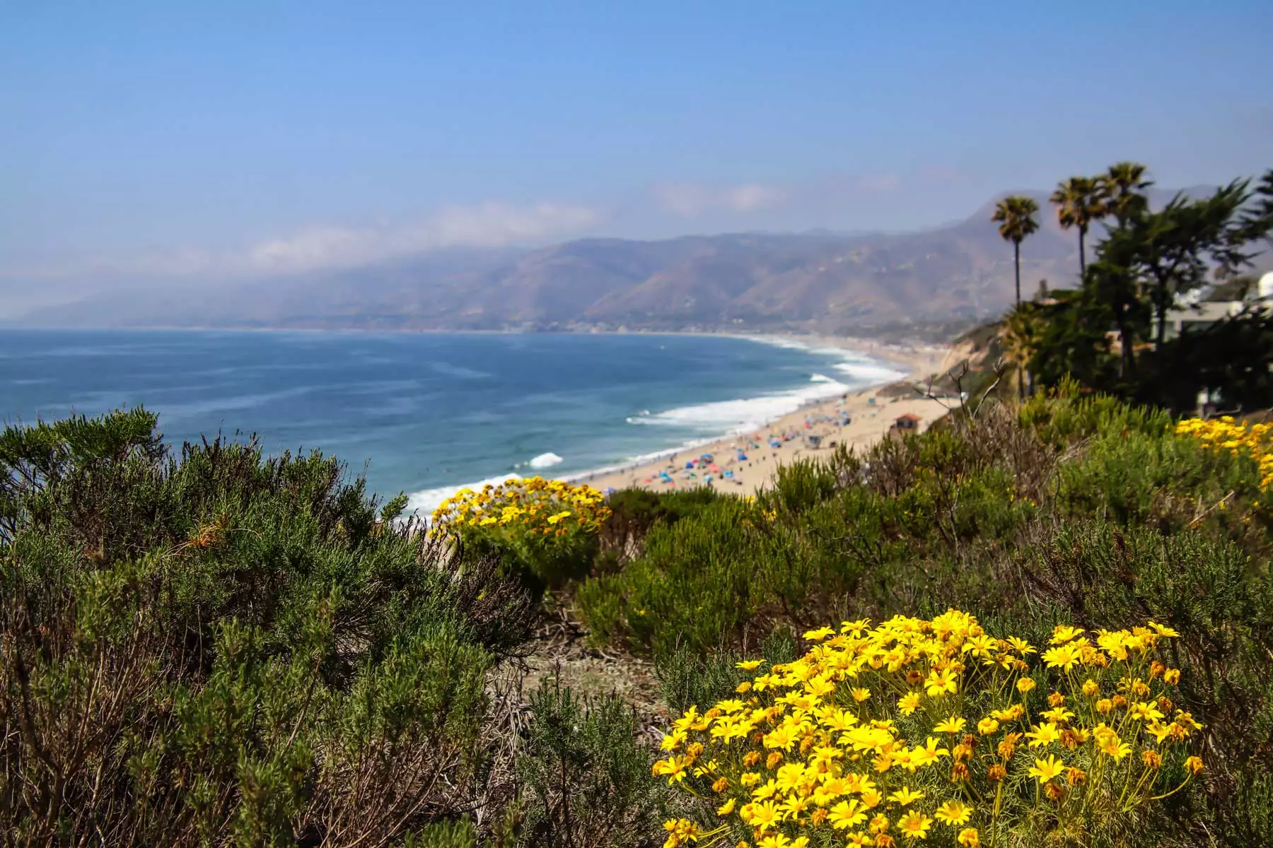 加利福尼亞州馬里布的杜姆角州立海灘和自然保護區的巨型金雞菊春天的花朵和海岸線。可以看到沙灘上的海灘遊客。此外，遠處可以看到馬里布山脈。
