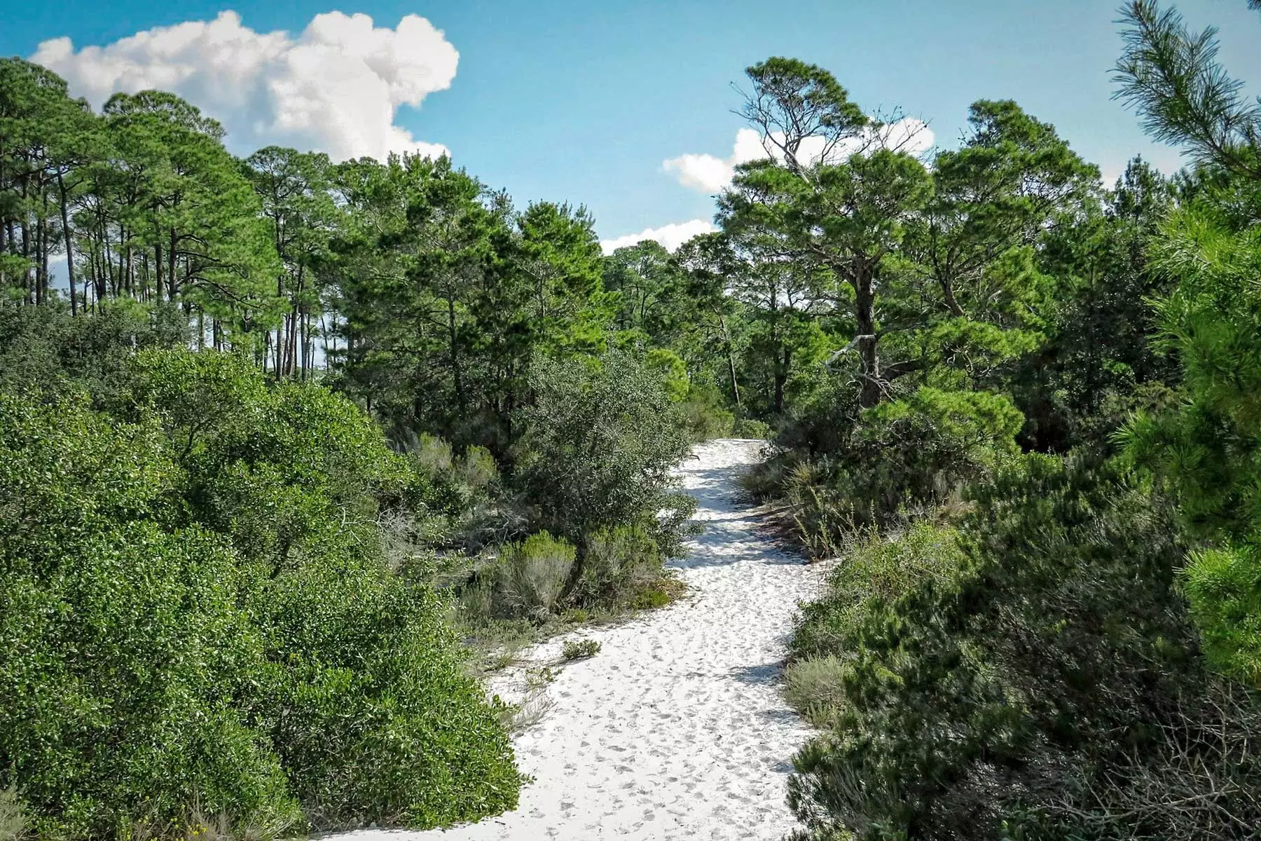 Alabama shtatining Gulf Shores shahridagi plyaj yaqinidagi daraxtlar bilan qoplangan qumli tepalik yo'li